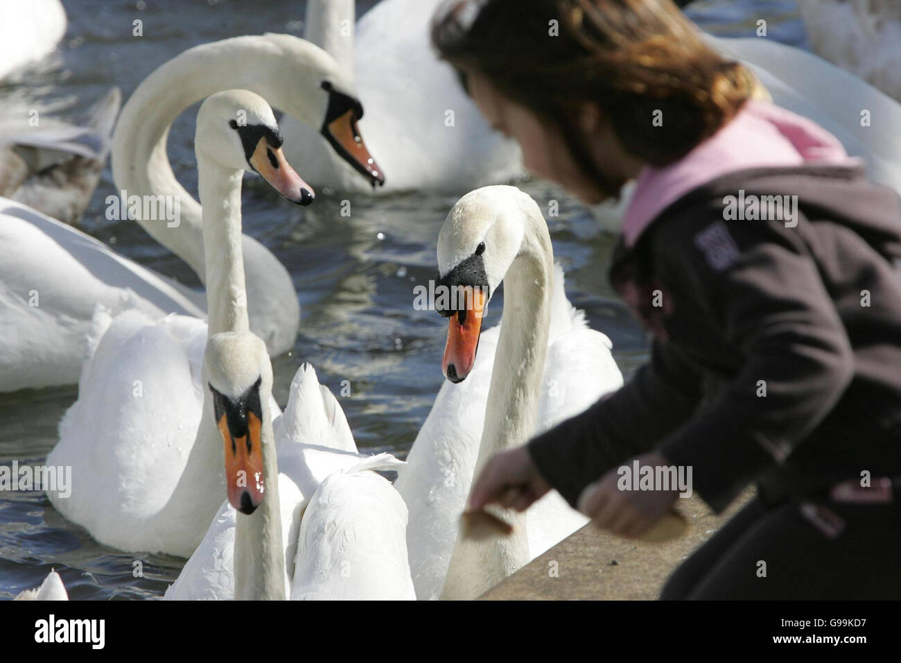 A girl feeds the swans on the river Thames in Windsor, Saturday April 8 ...