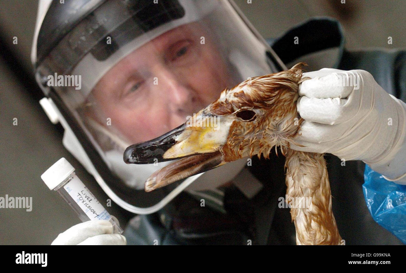 Veterinary scientists hi-res stock photography and images - Alamy