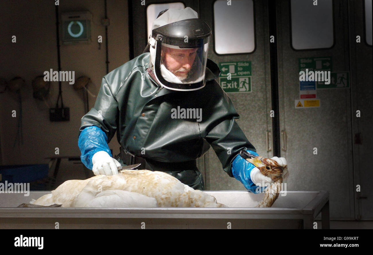 Veterinary scientists hi-res stock photography and images - Alamy