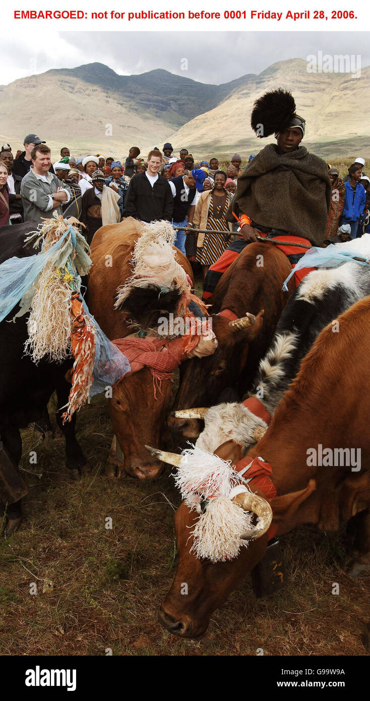 Lesotho cattle hi-res stock photography and images - Alamy