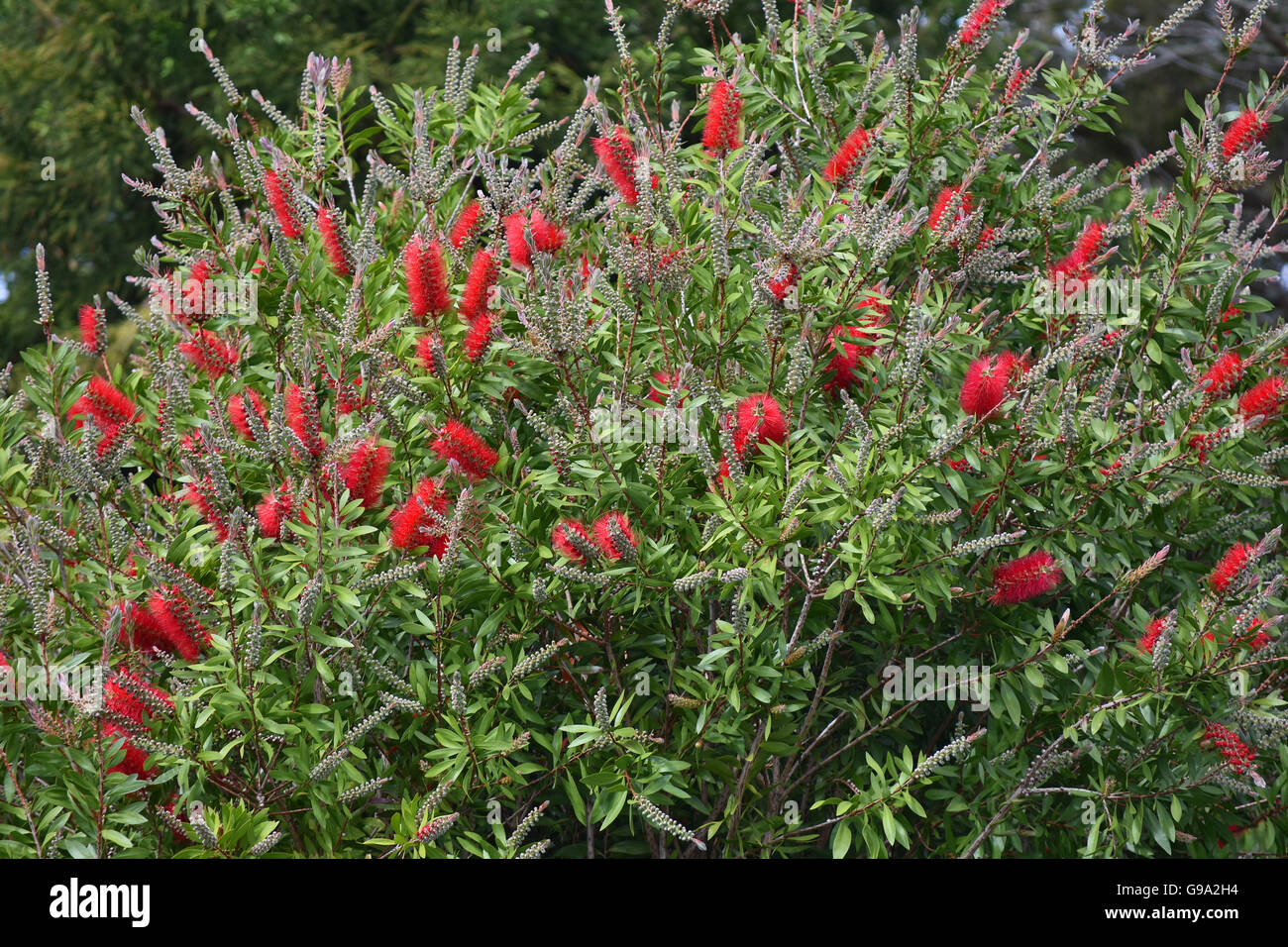 Red bottlebrush flowers Stock Photo - Alamy