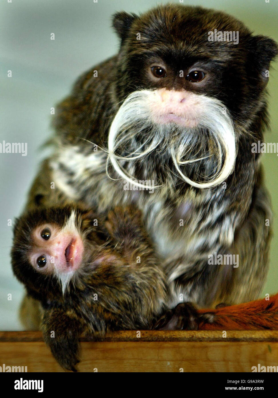 Emperor Tamarin Sunnys New Born Baby - Twycross Zoo, Leicestershire ...