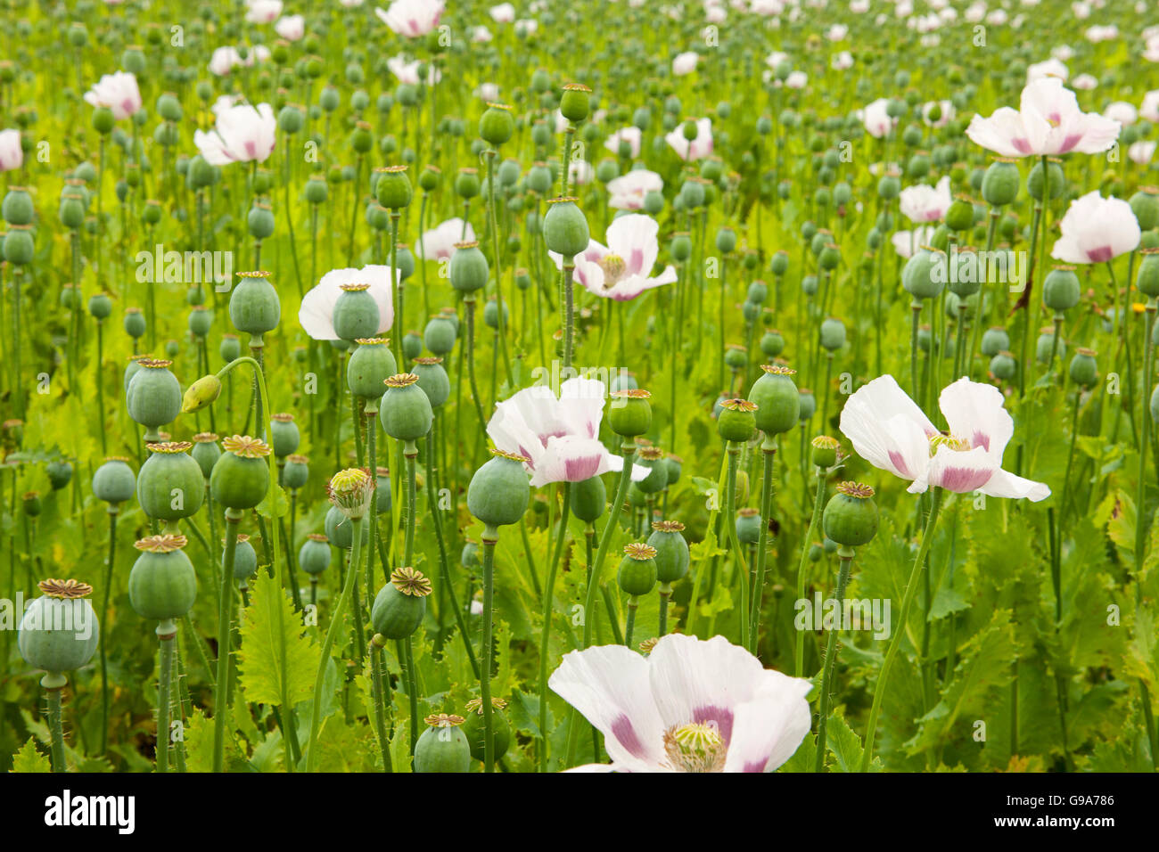 flowering papaver field in the Netherlands Stock Photo - Alamy