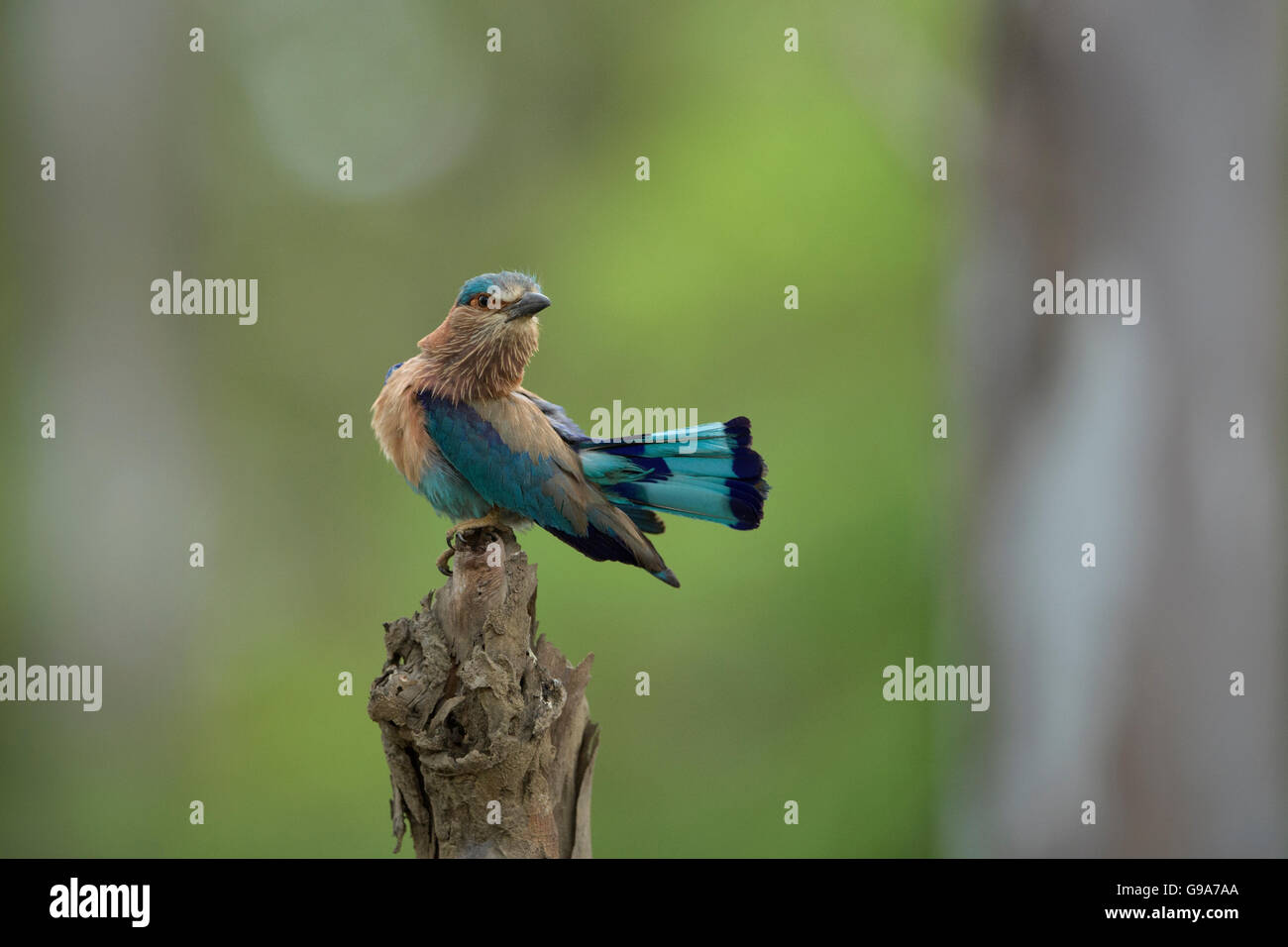 Indian roller on an open perch in Kabini, Nagarahole National Park ...