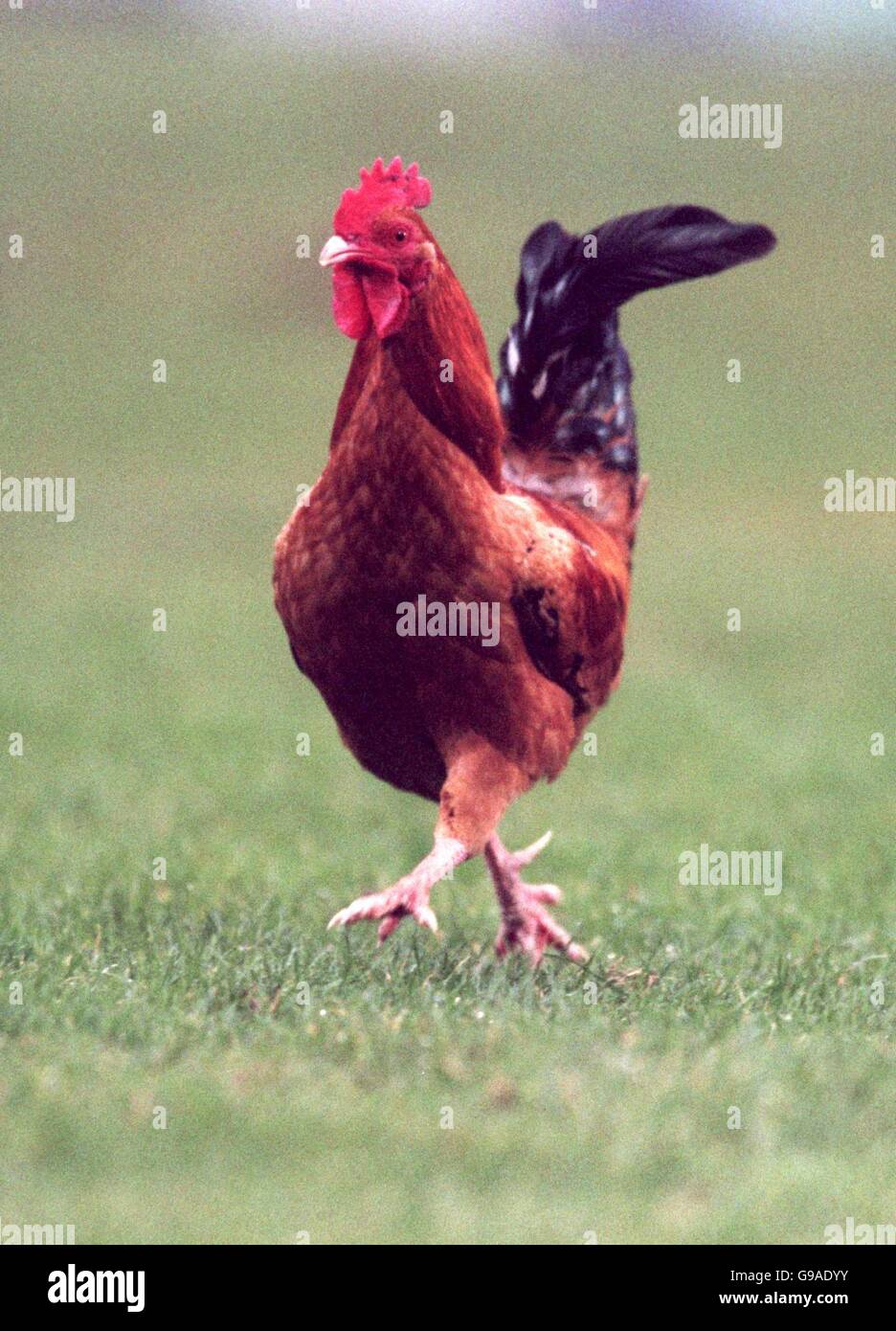 A French cockerel sprints across the Millennium Stadium pitch Stock ...