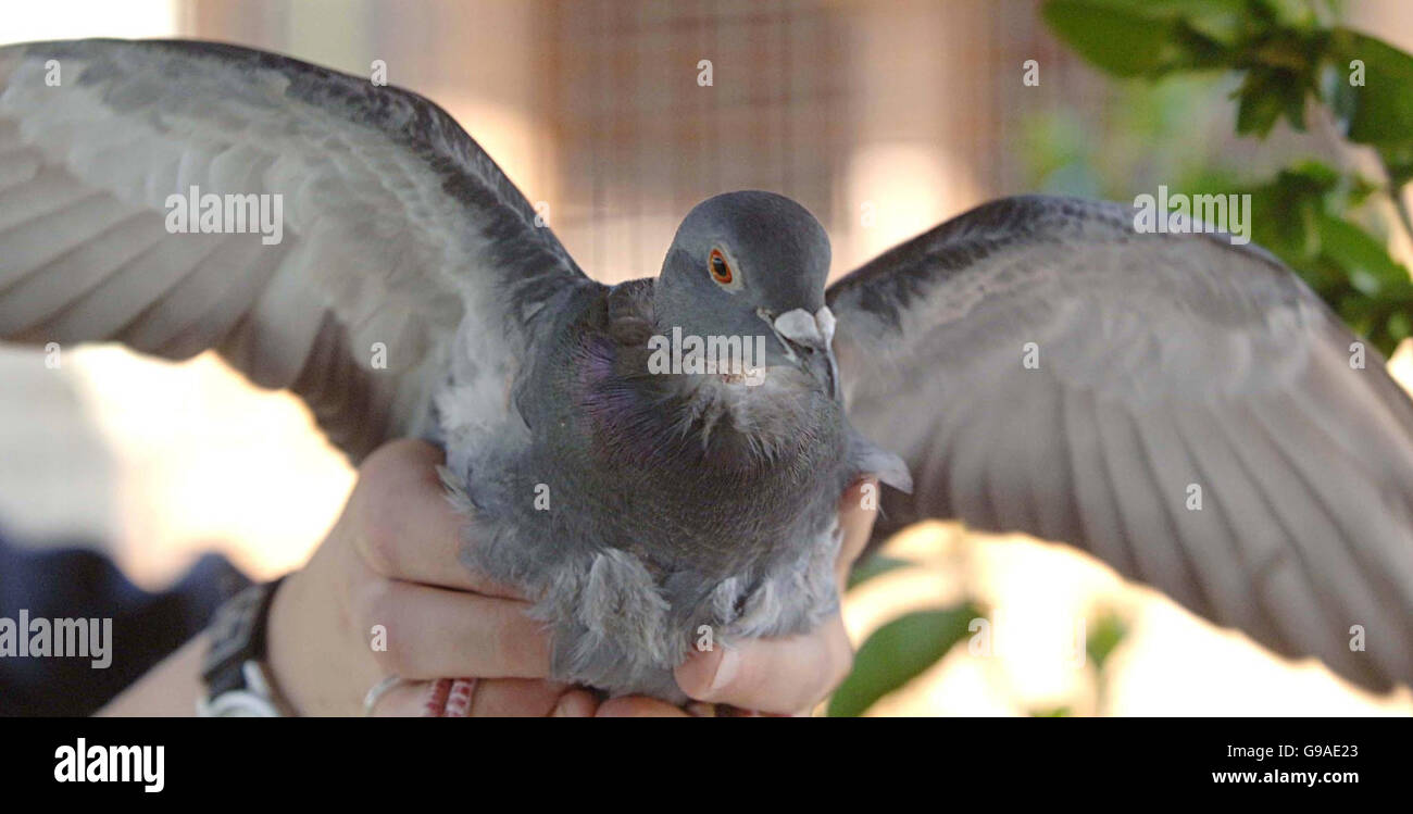 Six weeks yobs ripped feathers body bizarre attack hi-res stock ...