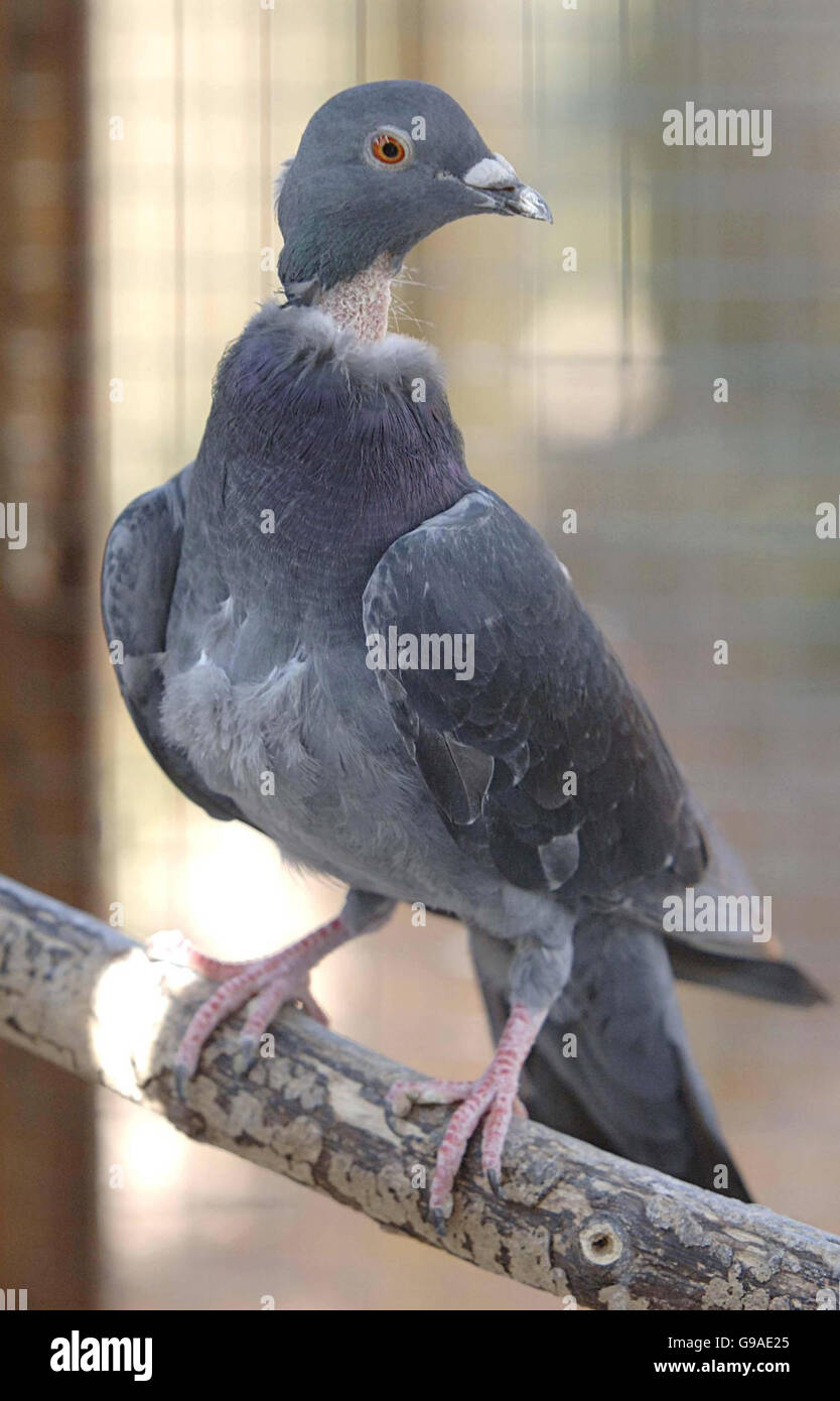 Plucky hi-res stock photography and images - Alamy