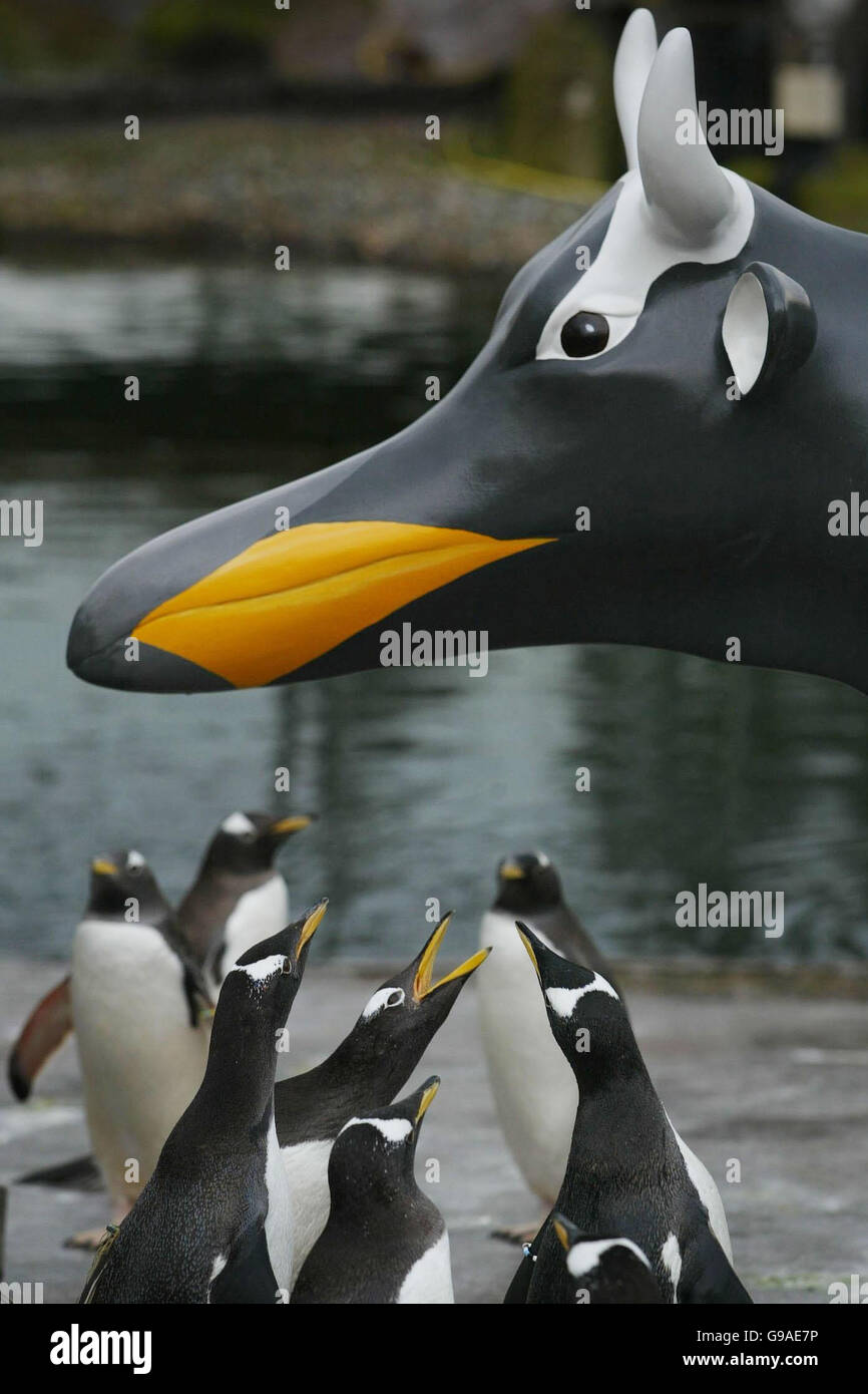 A cow makes an appearance in the penguin enclosure at Edinburgh zoo, as ...