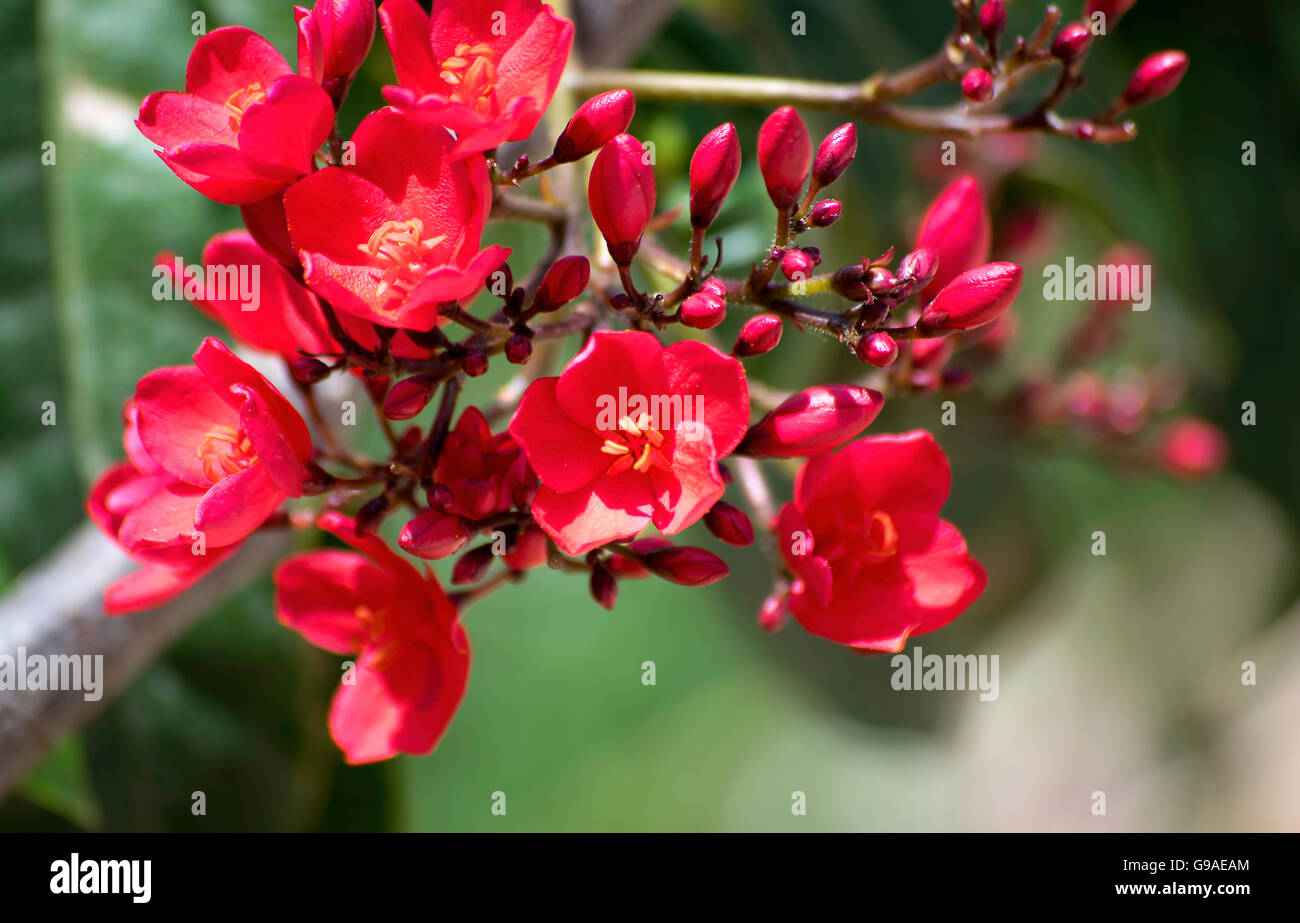 Jatropha High Resolution Stock Photography and Images - Alamy