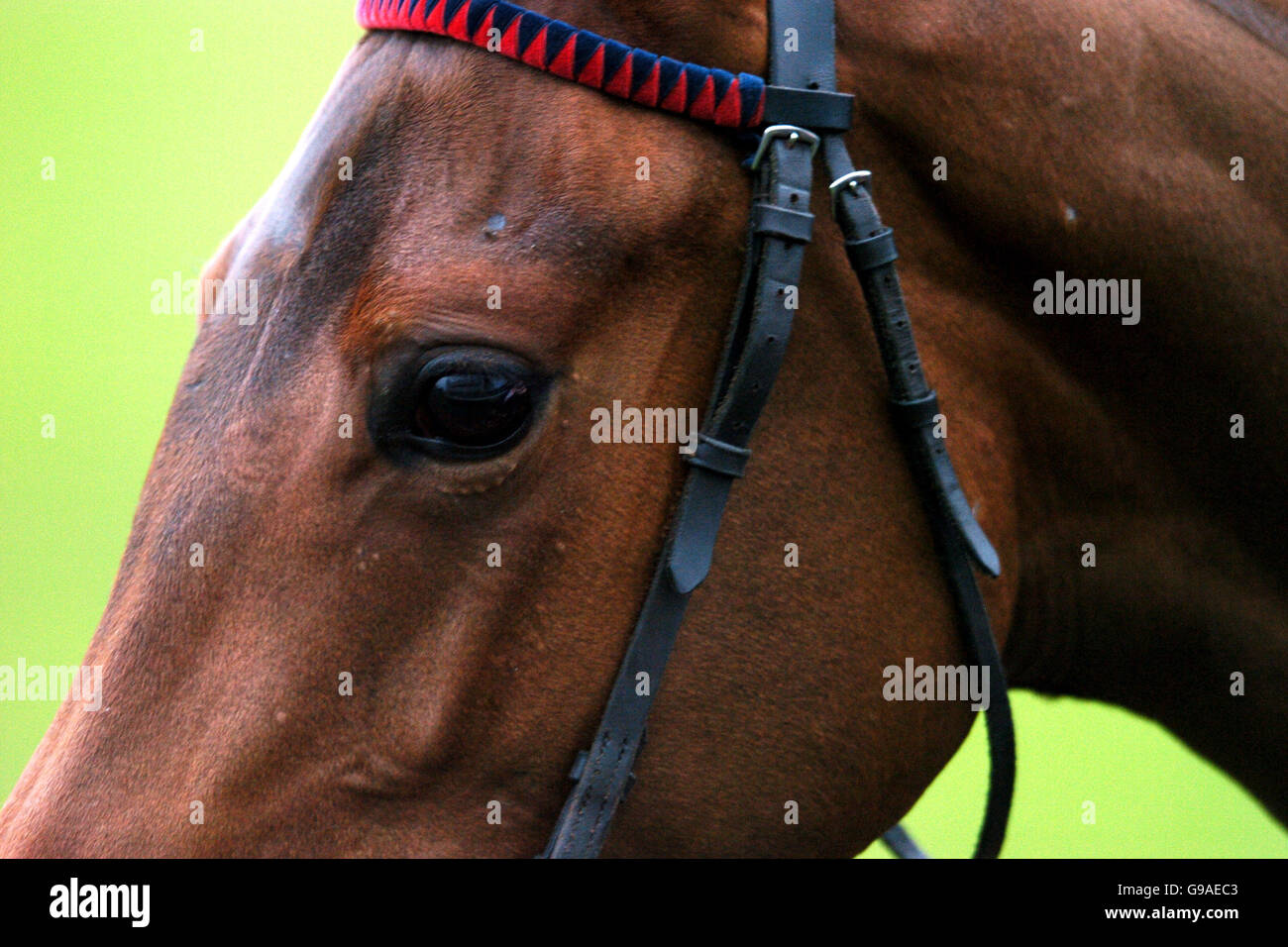 Spring festival evening racing hi-res stock photography and images - Alamy