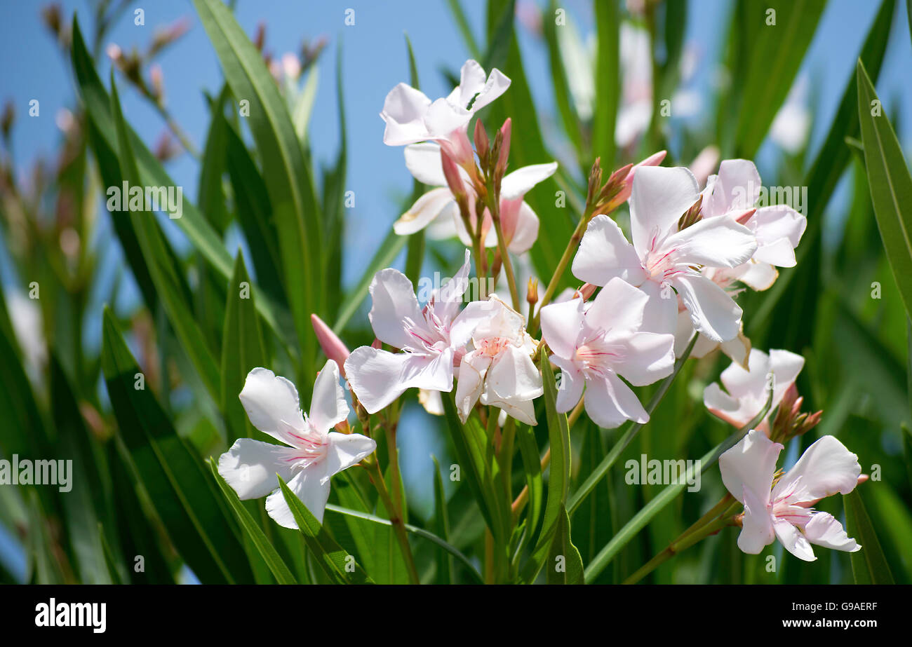 Oleander hedge hi-res stock photography and images - Alamy