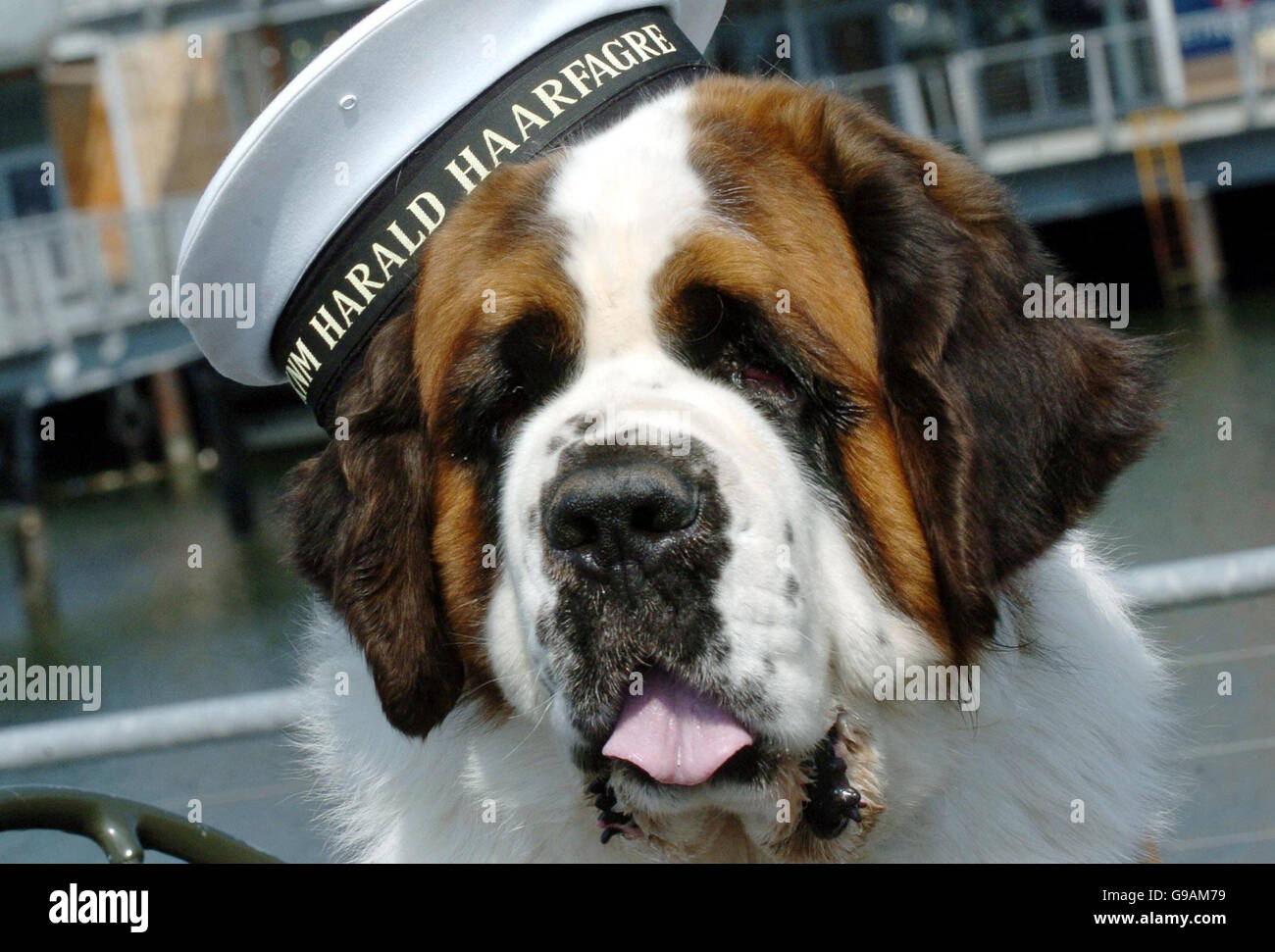 Bamse Dog High Resolution Stock Photography and Images - Alamy