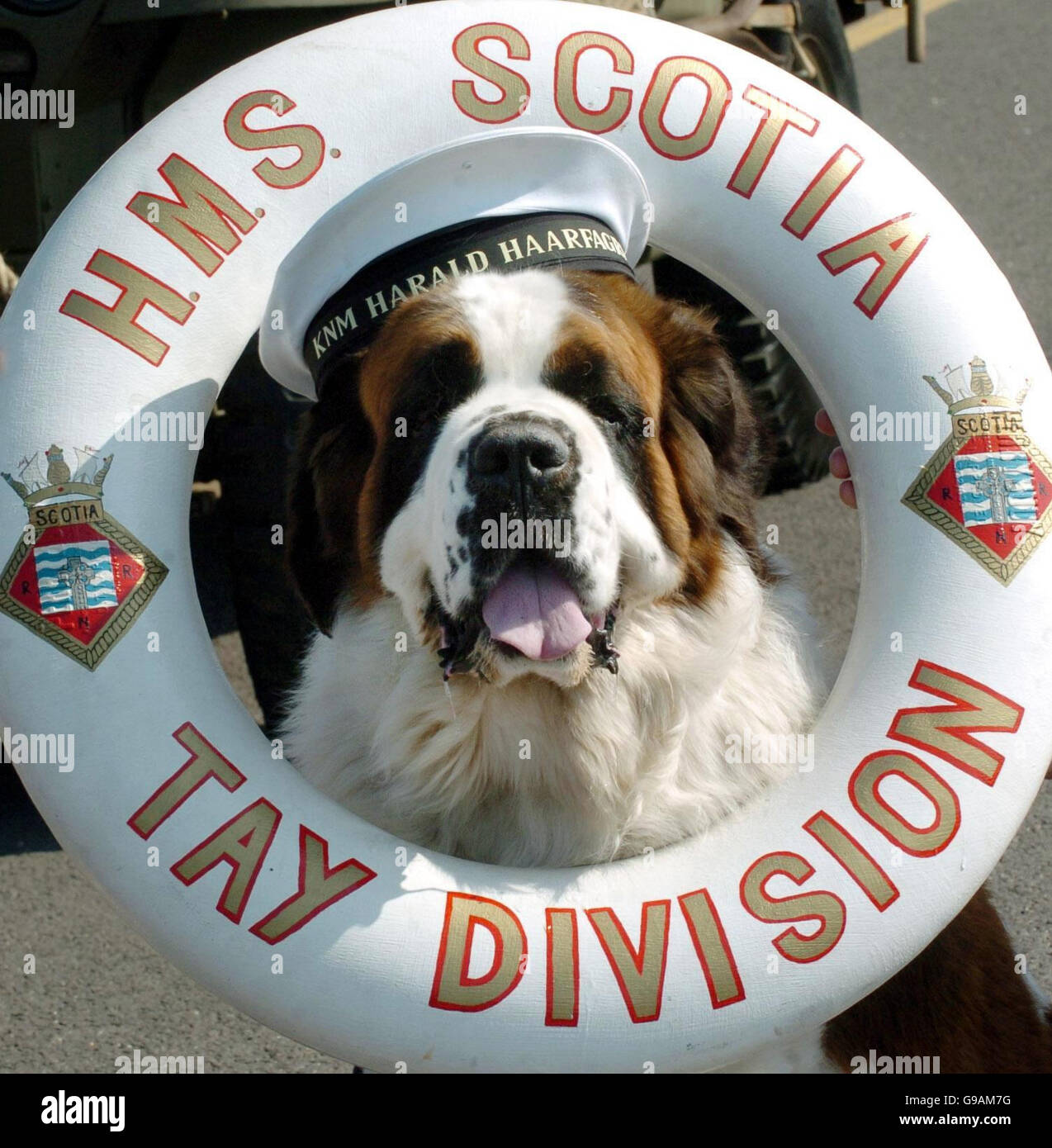 In honour of Bamse the heroic Norwegian Sea Dog who was stationed in ...