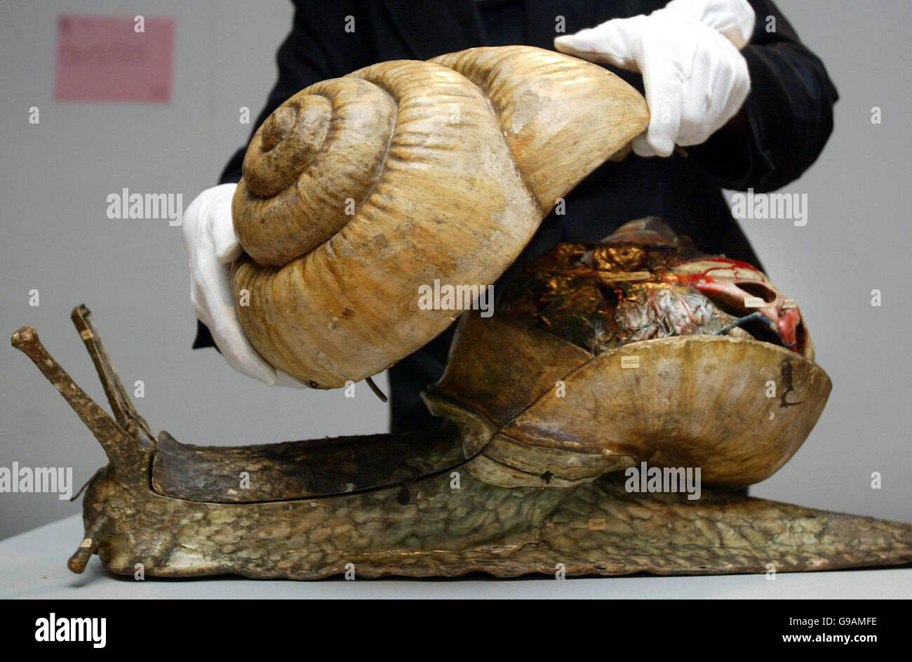 Scotland anatomy hi-res stock photography and images - Alamy