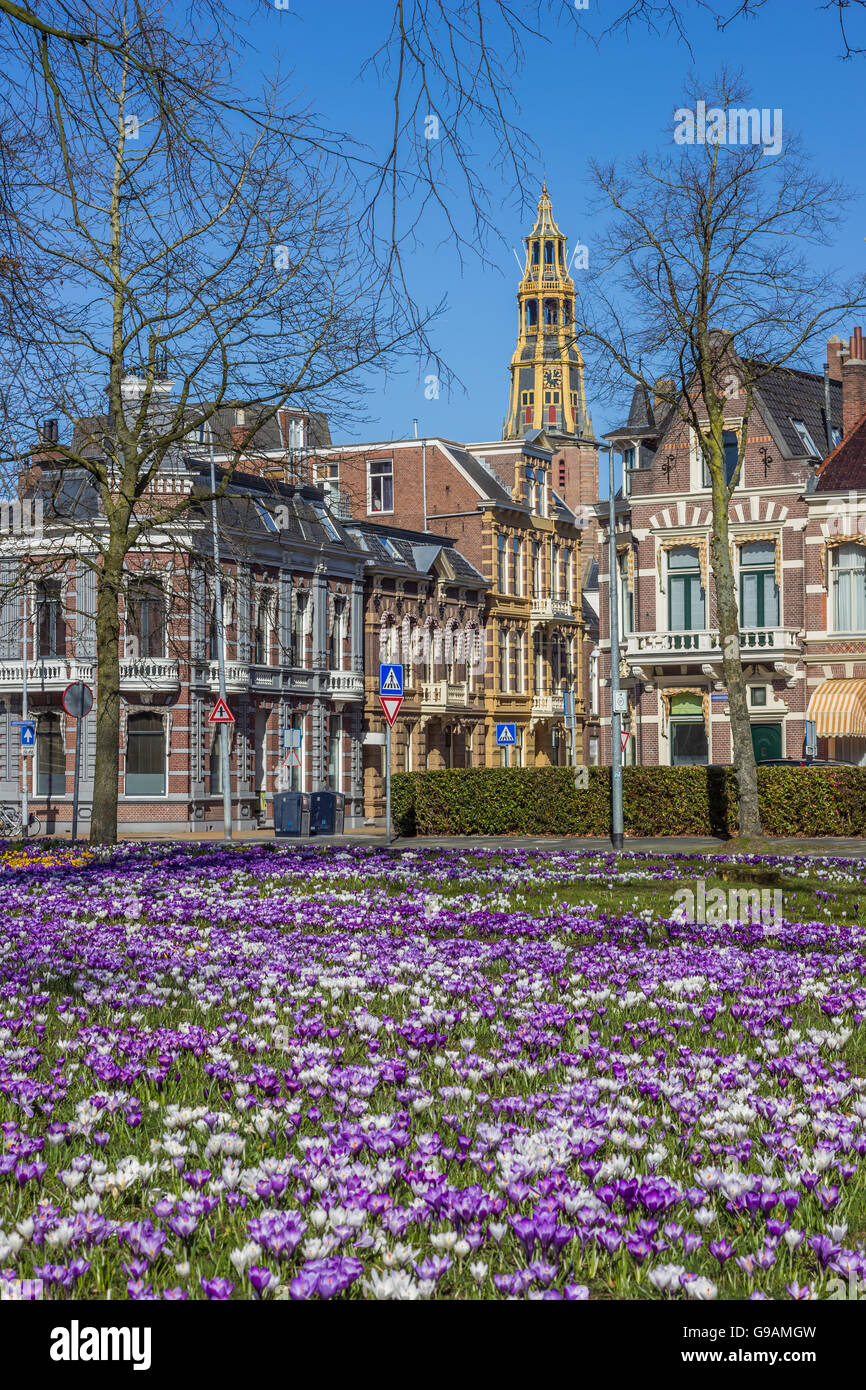 Crocusses, old houses and church tower in Groningen, Netherlands Stock ...