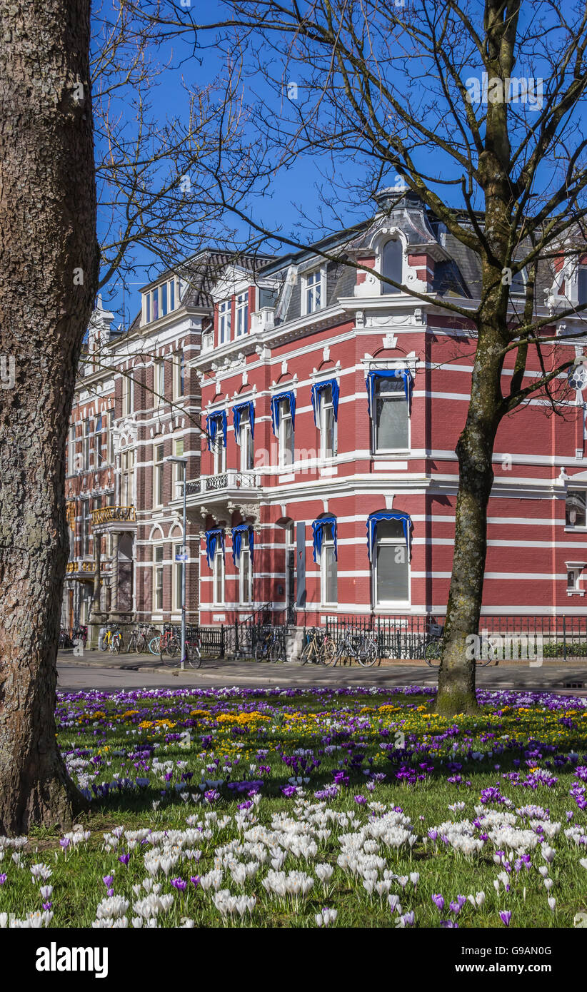 White crocusses hi-res stock photography and images - Alamy