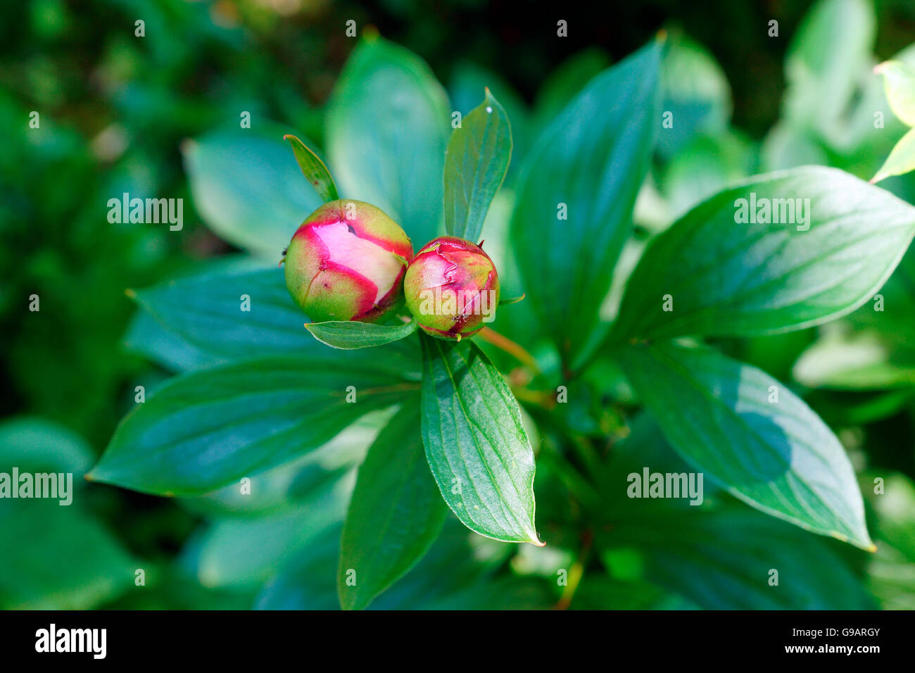 PEONY STARTING TO FLOWER Stock Photo - Alamy