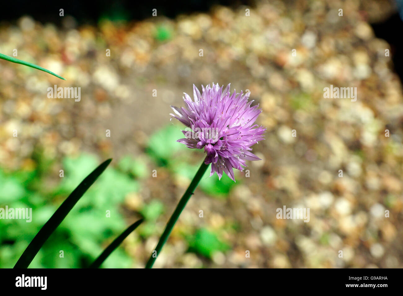 CHIVES IN FLOWER Stock Photo - Alamy
