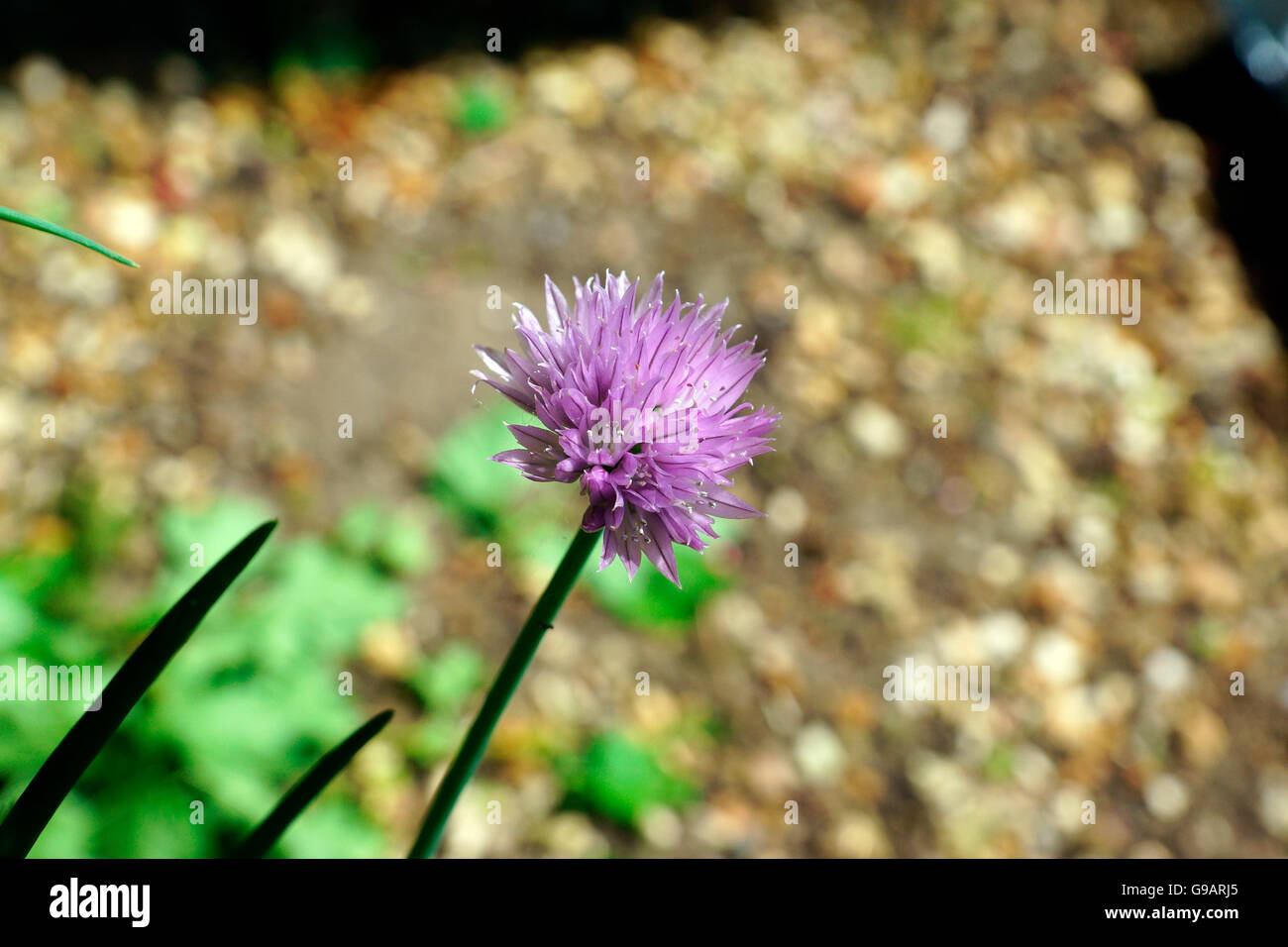 CHIVES IN FLOWER Stock Photo - Alamy