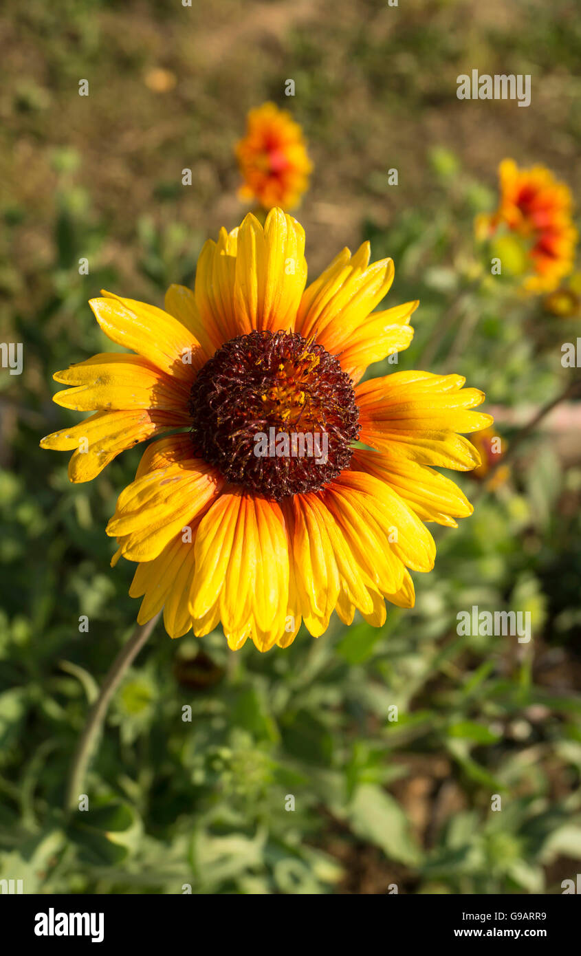 Bright solar flower with orange petal on background of the green herb ...
