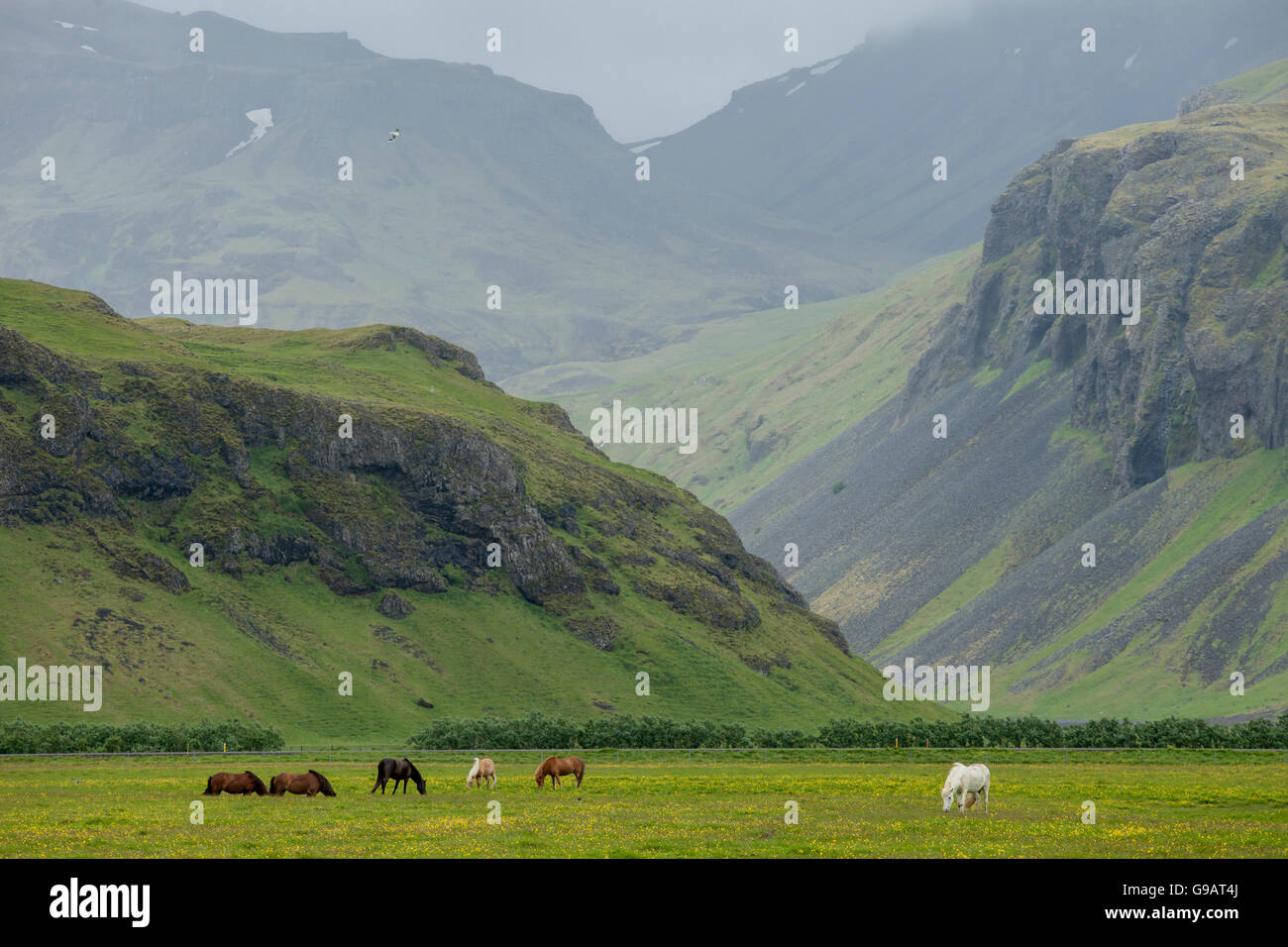 Icelandic horses grazing hi-res stock photography and images - Alamy