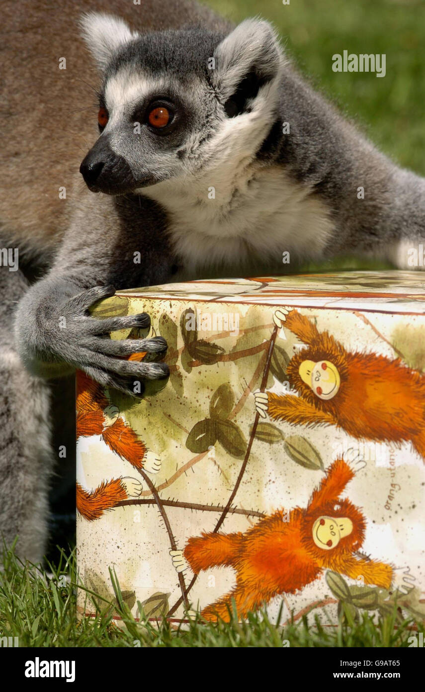 A Ring-Tailed Lemar at Whipsnade Wild Animal Park, Hertfordshire ...