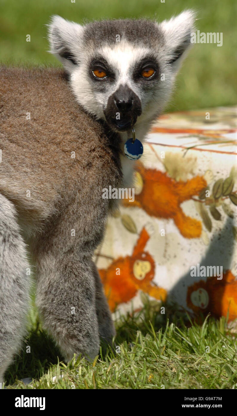 A Ring-Tailed Lemar at Whipsnade Wild Animal Park, Hertfordshire ...