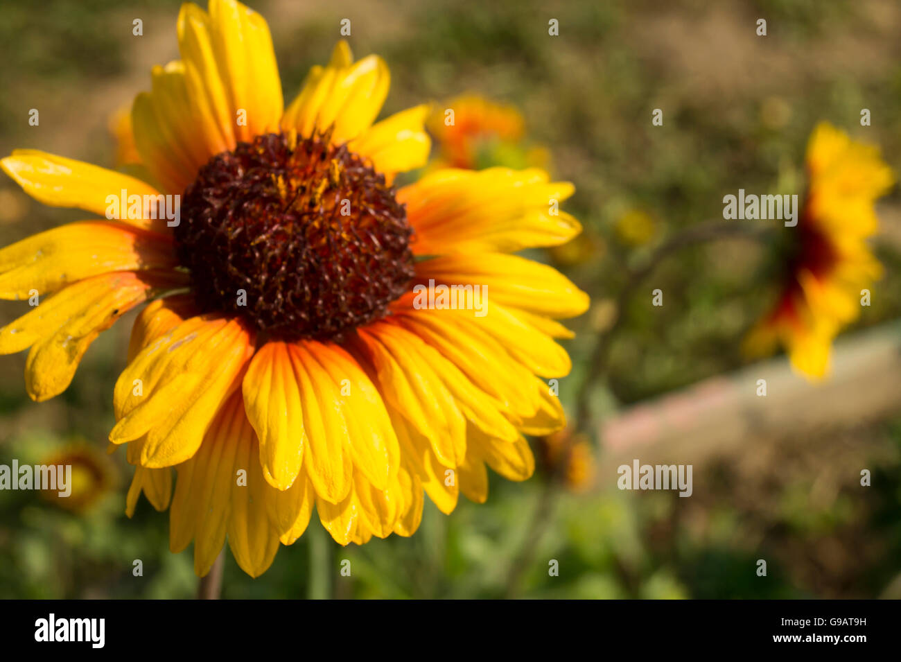 Bright solar flower with orange petal on background of the green herb ...