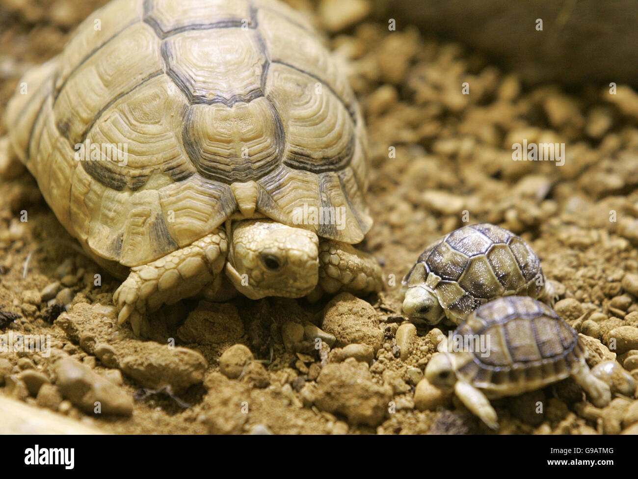 Egyptian tortoises hi-res stock photography and images - Alamy