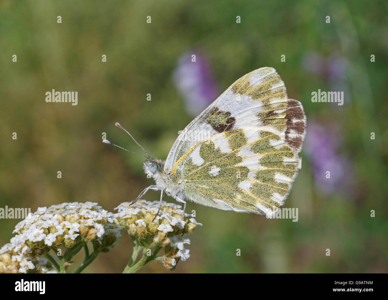 White wild flower hi-res stock photography and images - Alamy