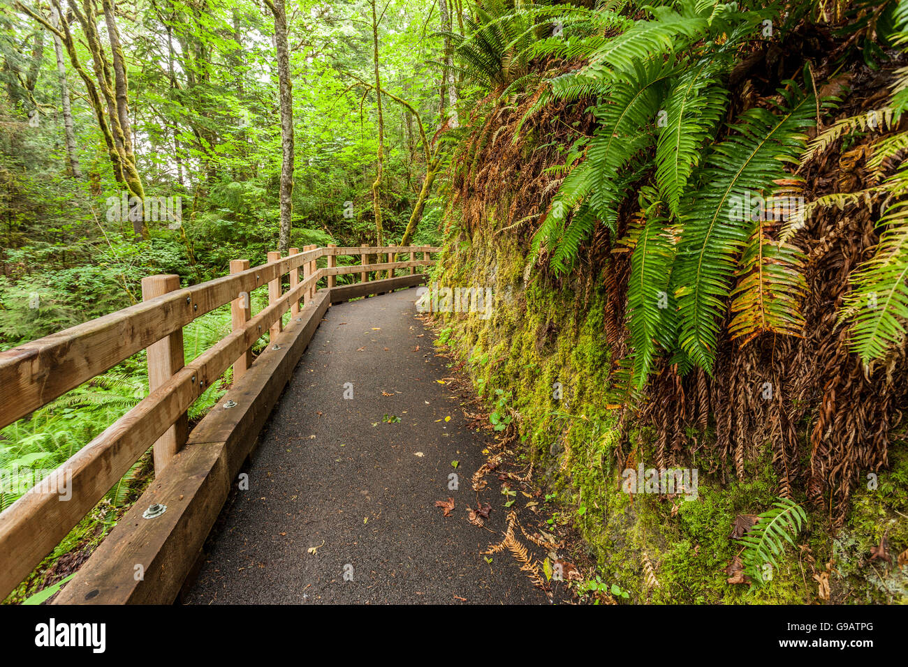 Path in forest Stock Photo - Alamy