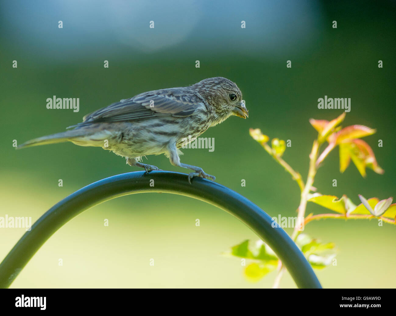 House Finch Perched On Bird Feeder #2 Stock Photo - Alamy
