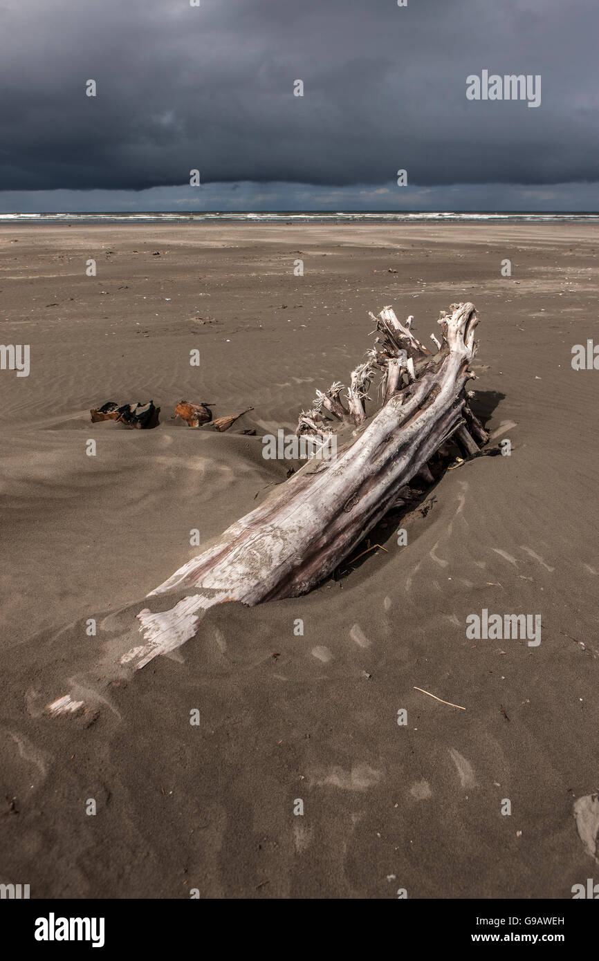 Old log on beach by ocean Stock Photo - Alamy