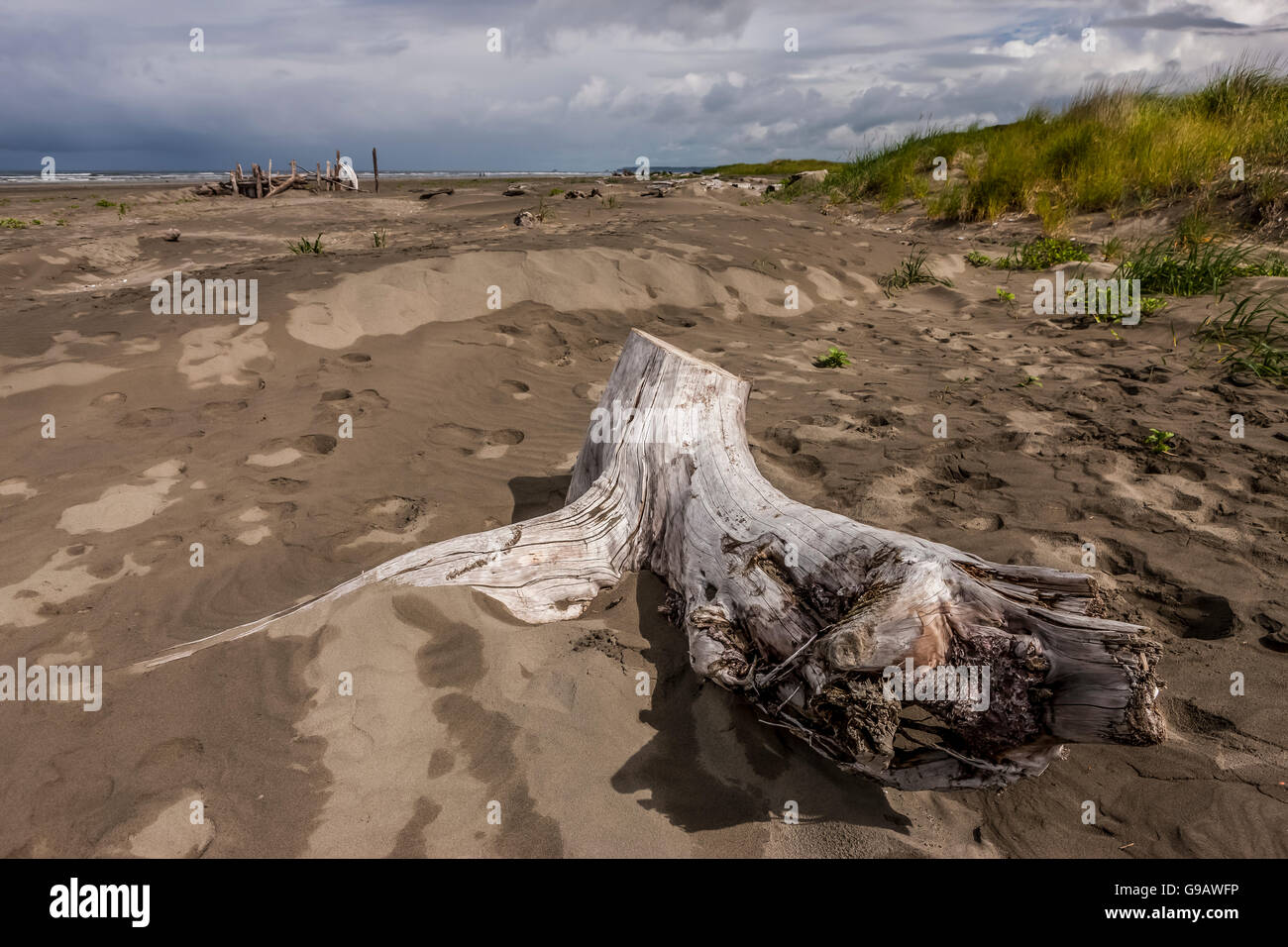 Old stump on beach Stock Photo - Alamy
