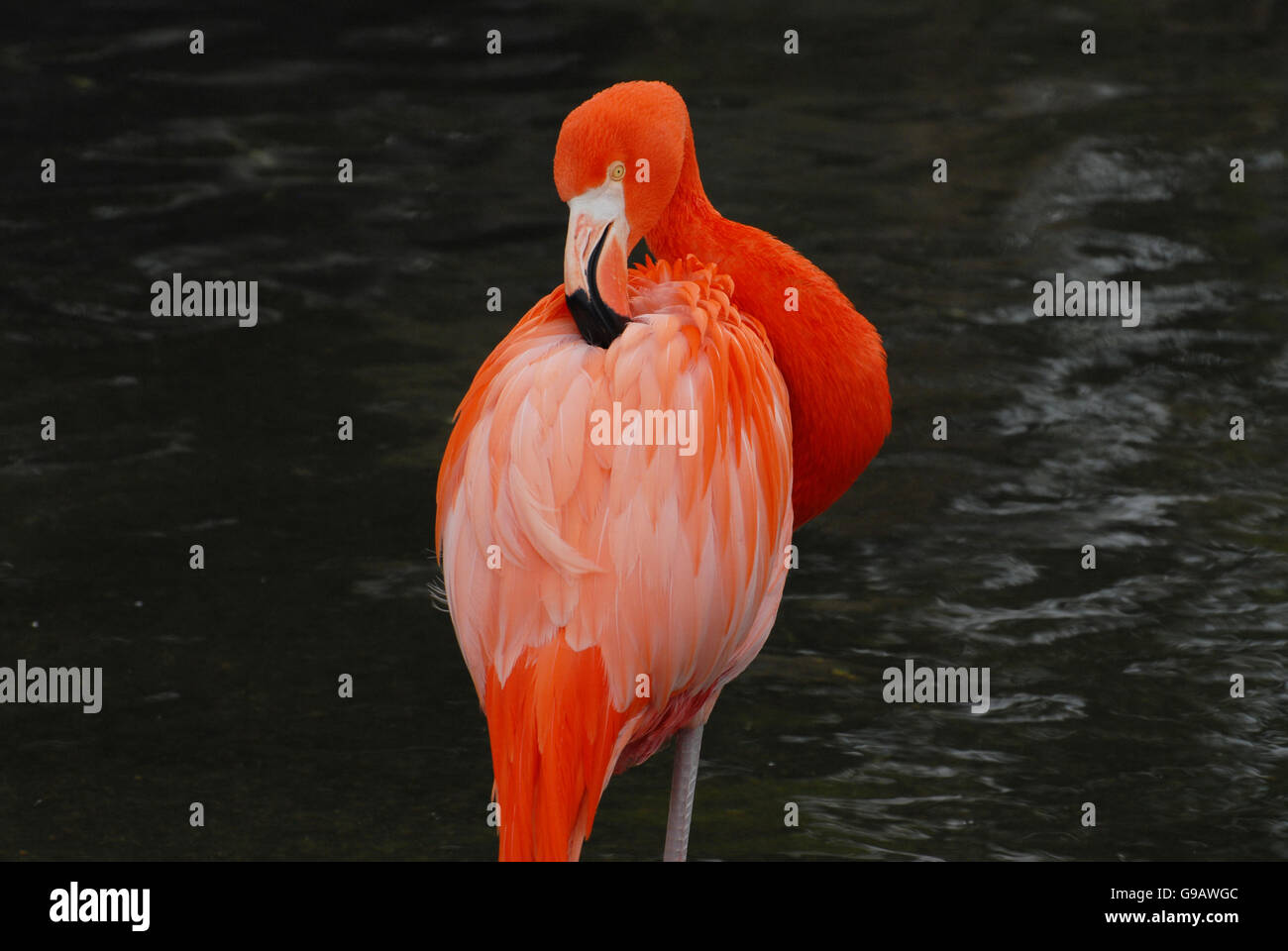Isolated flamingo in lake Stock Photo - Alamy