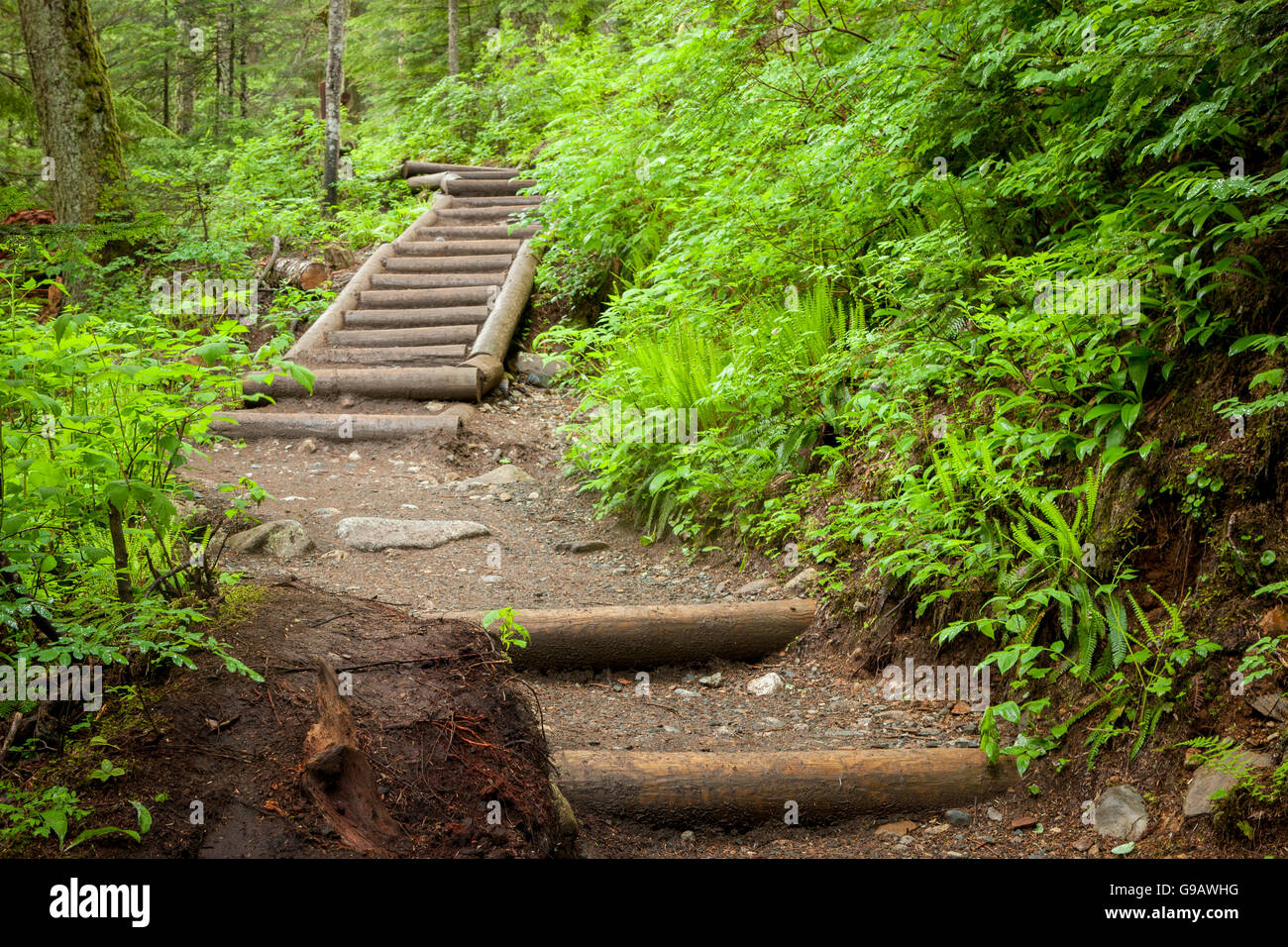 Steps on a path in woods Stock Photo - Alamy