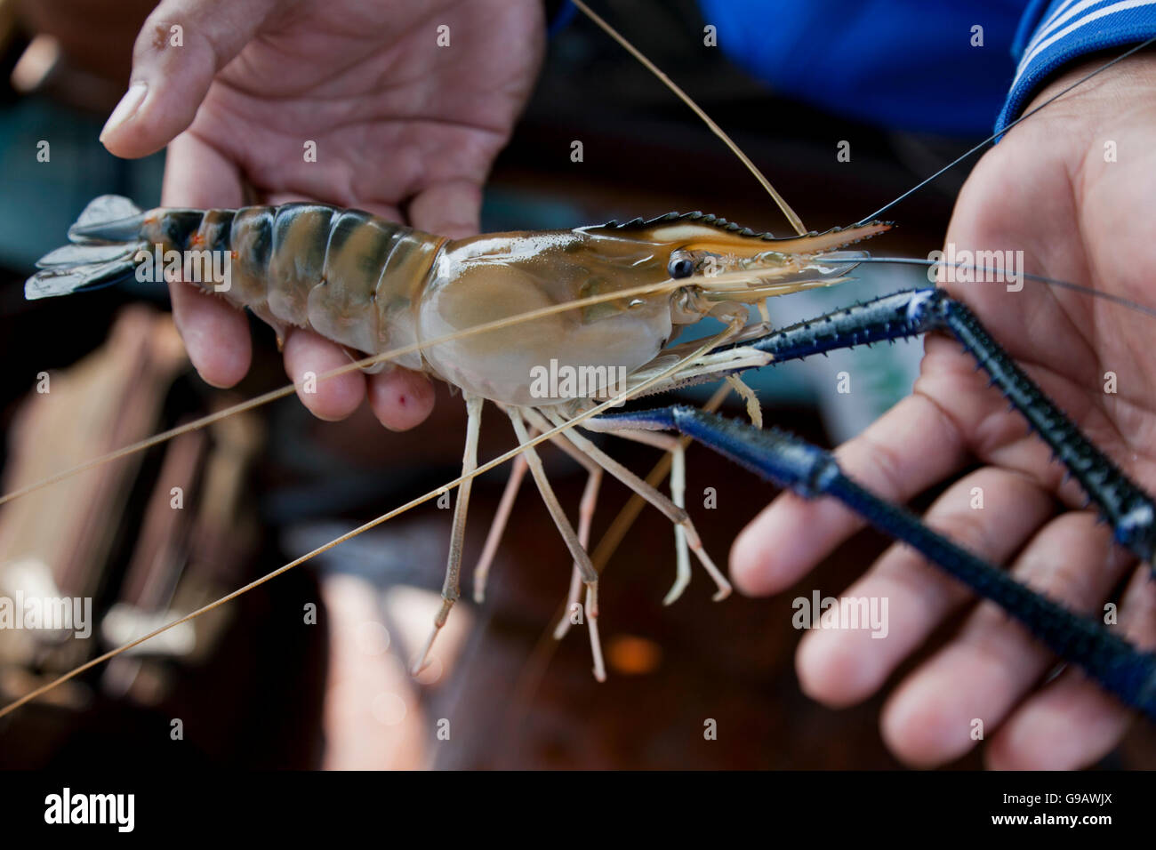 Tiger Prawns Kerala