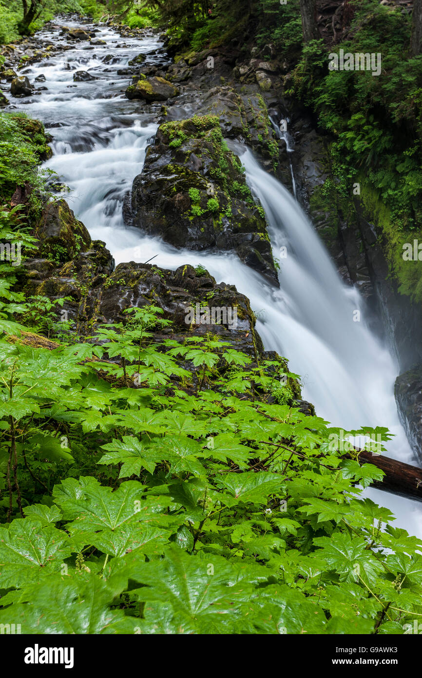 Sol Duc Falls in the rain forest Stock Photo - Alamy