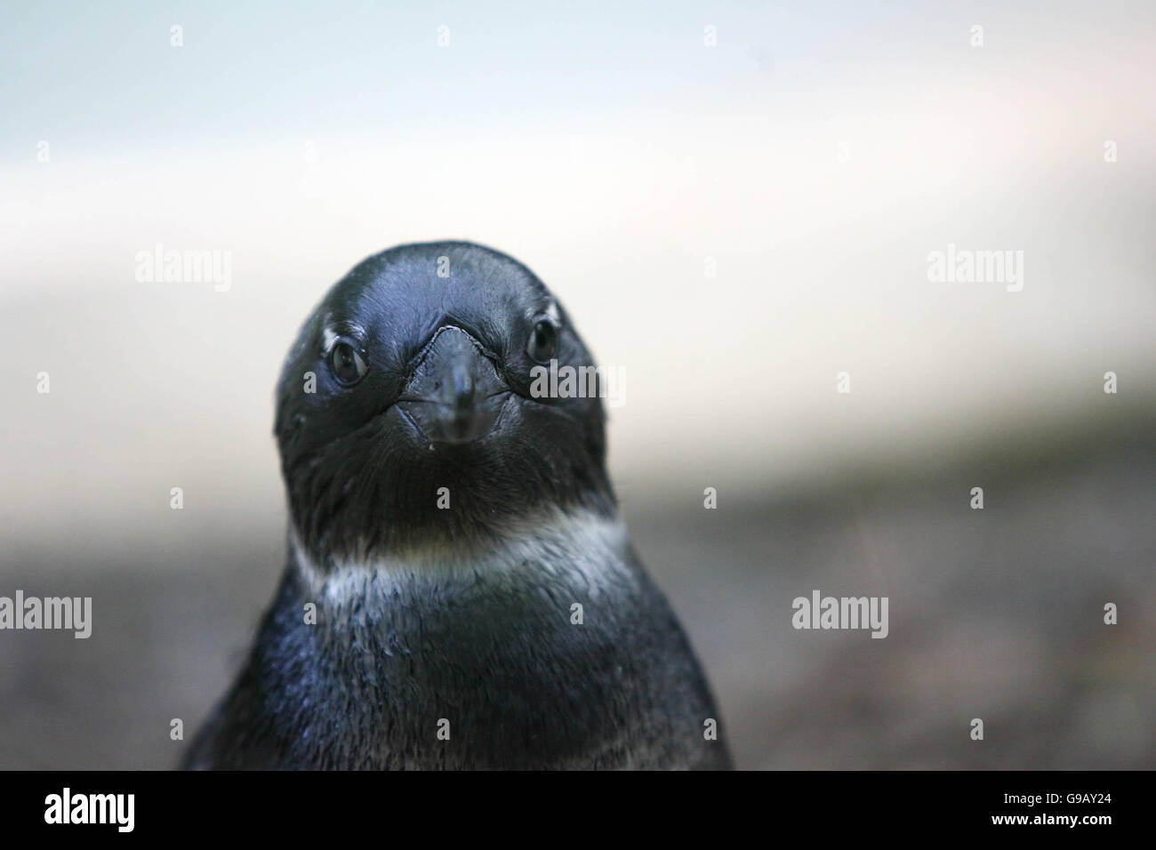 Grotty, the baby penguin makes its first appearance at London Zoo ...