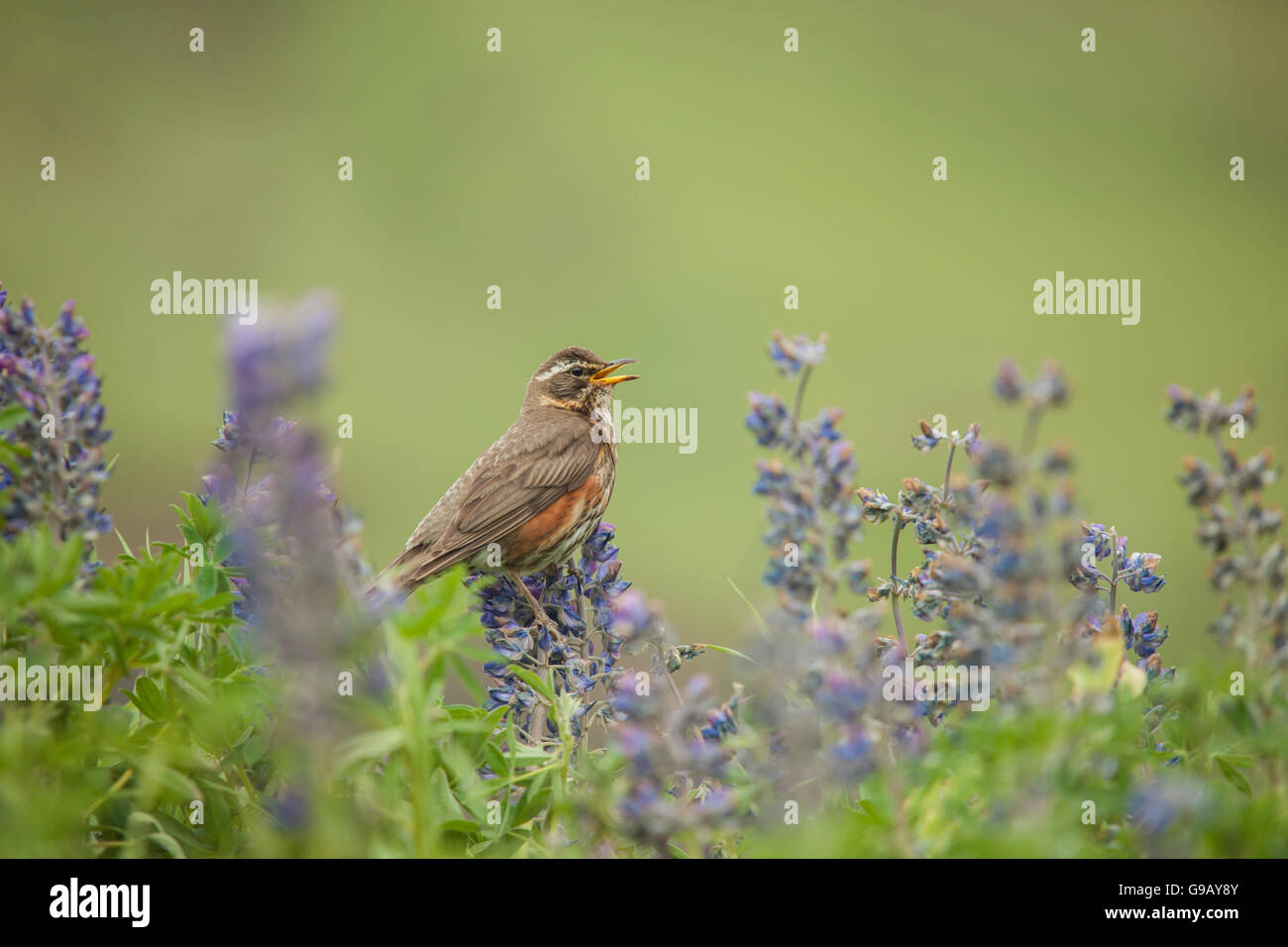 Icelandic birdlife hi-res stock photography and images - Alamy