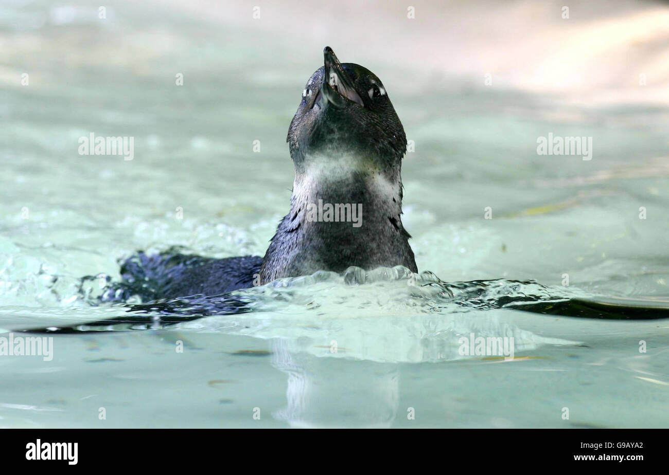 New born penguins hi-res stock photography and images - Alamy