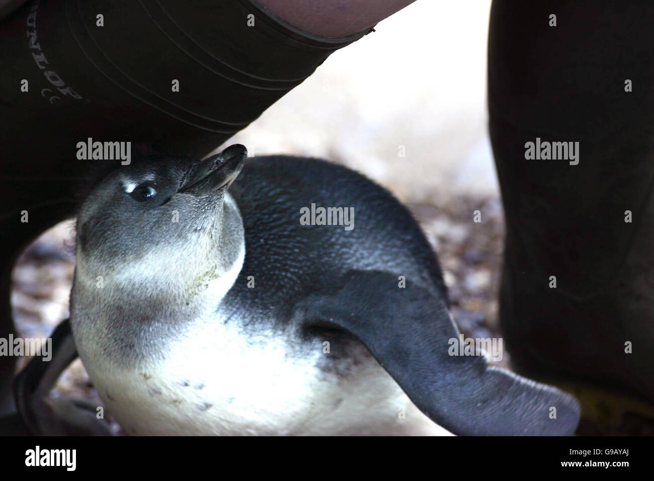 New born penguins hi-res stock photography and images - Alamy