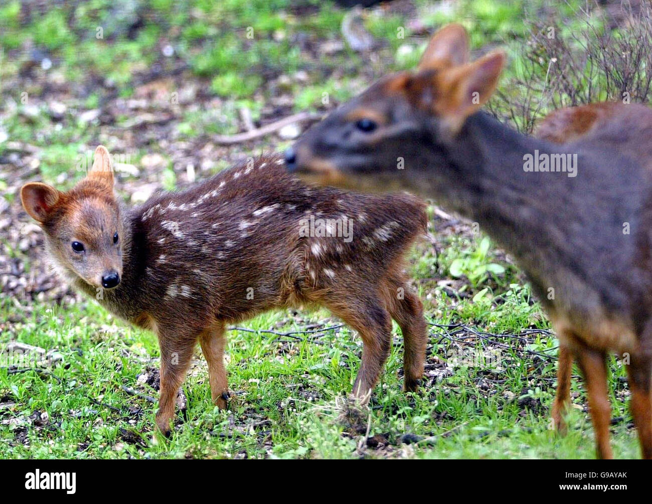 Baby Pudu Deer