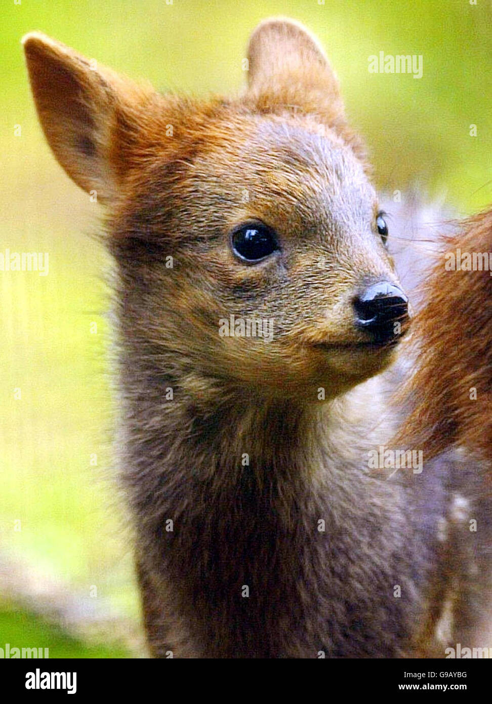 Baby Pudu