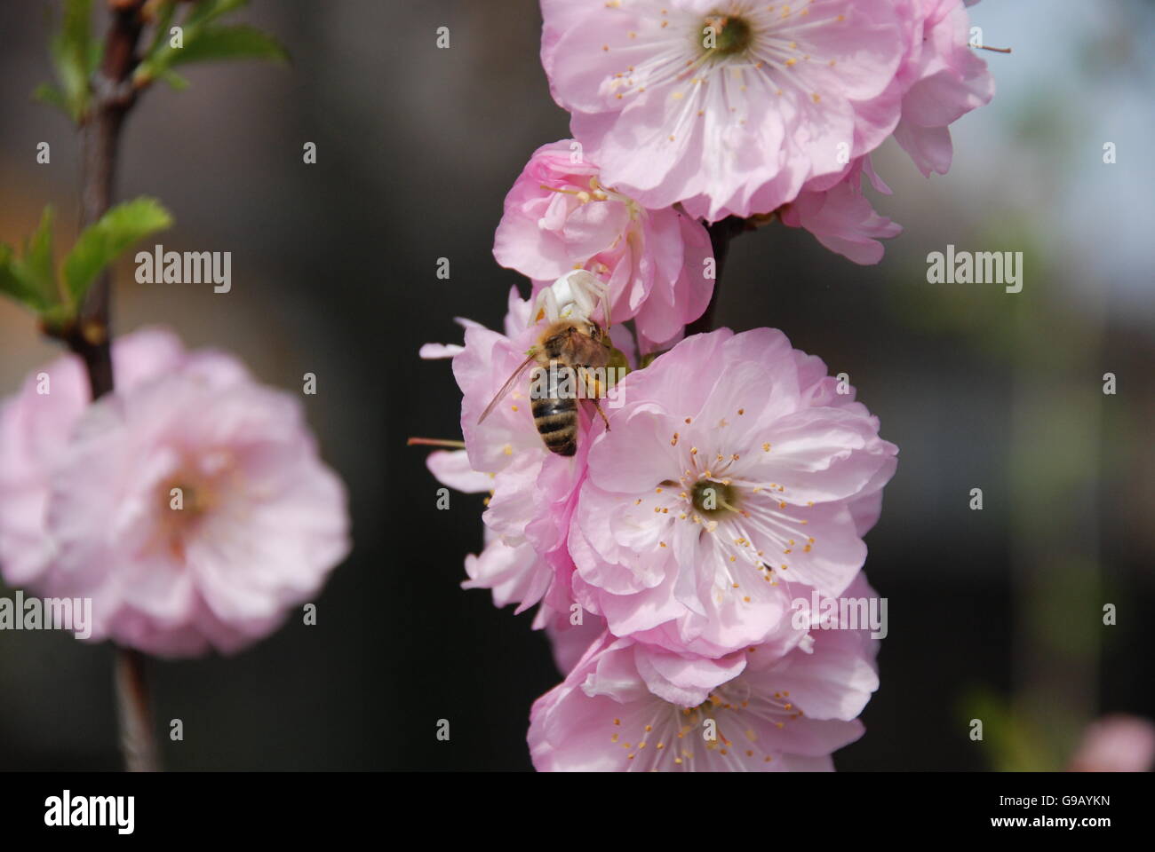 Bee apiformes or anthophila hi-res stock photography and images - Alamy