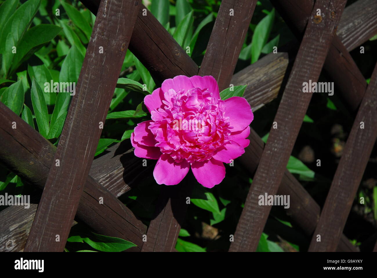 Peony, paeonia veitchii Stock Photo - Alamy