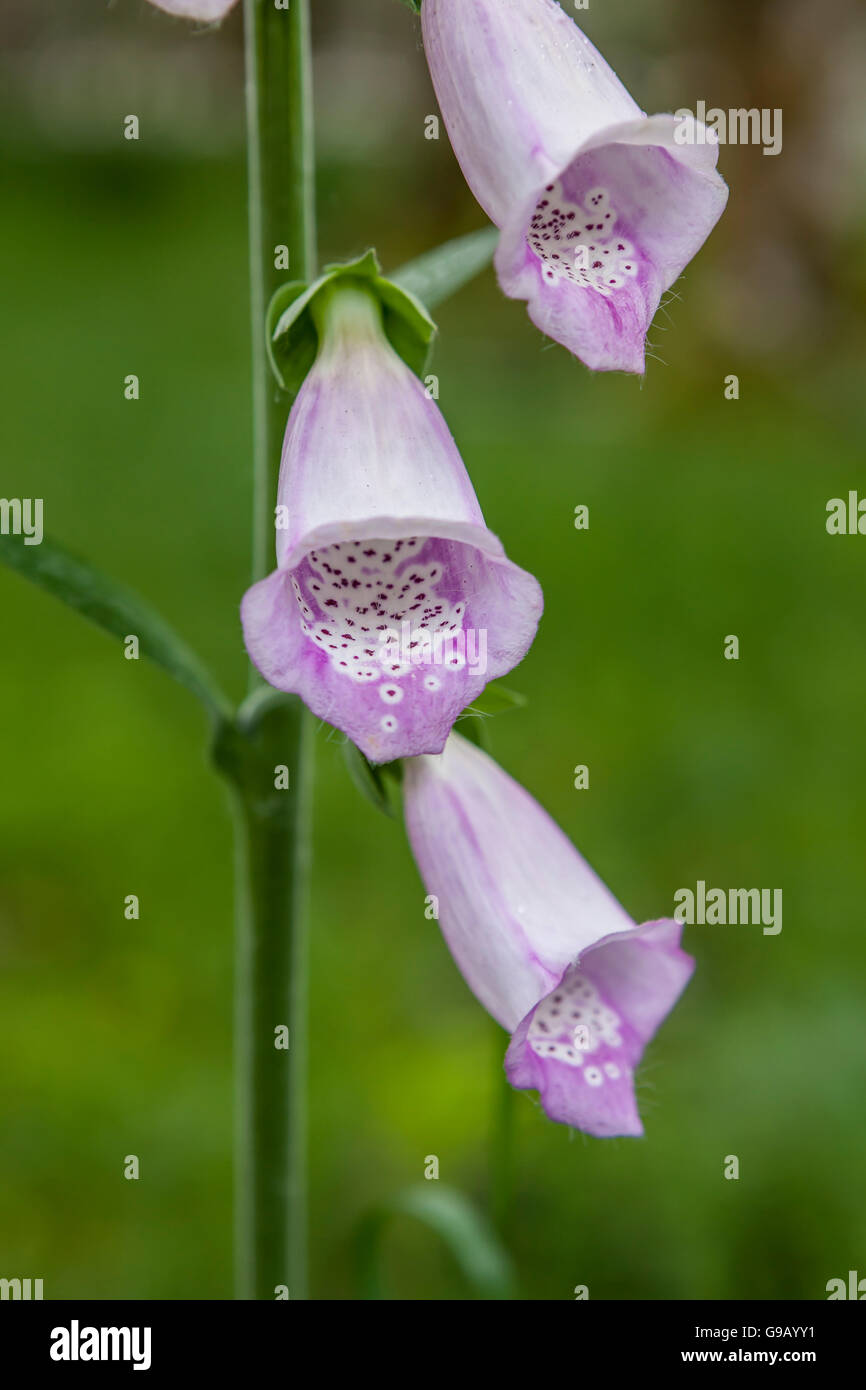 Foxgloves close up Stock Photo - Alamy