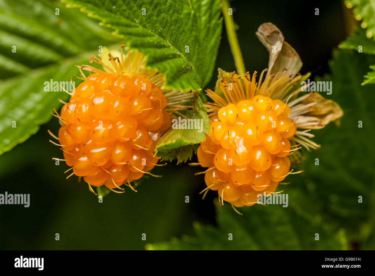 Yellow raspberries hi-res stock photography and images - Alamy