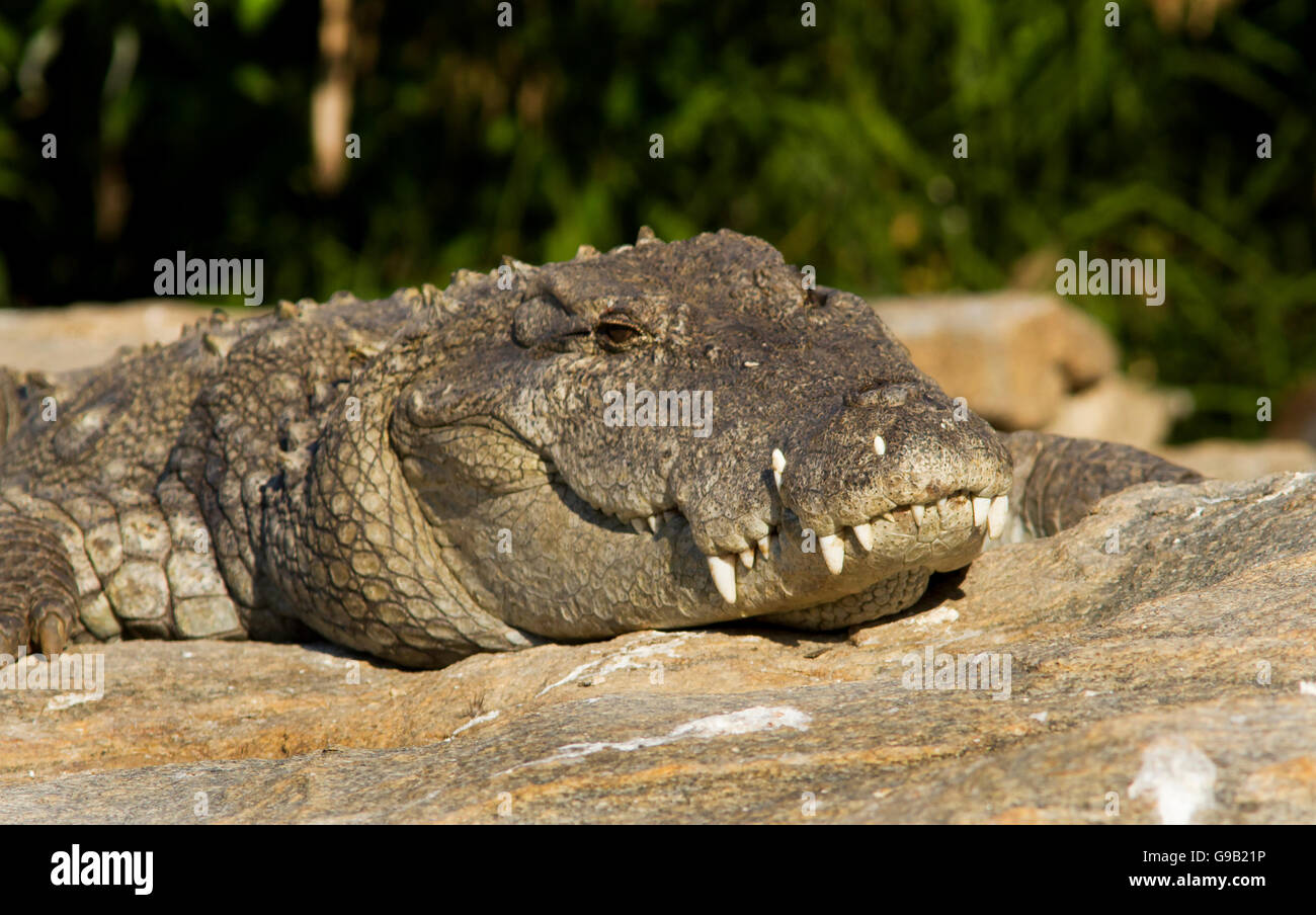 close up of Indian Mugger Crocodile or Indian Marsh crocodile basking ...