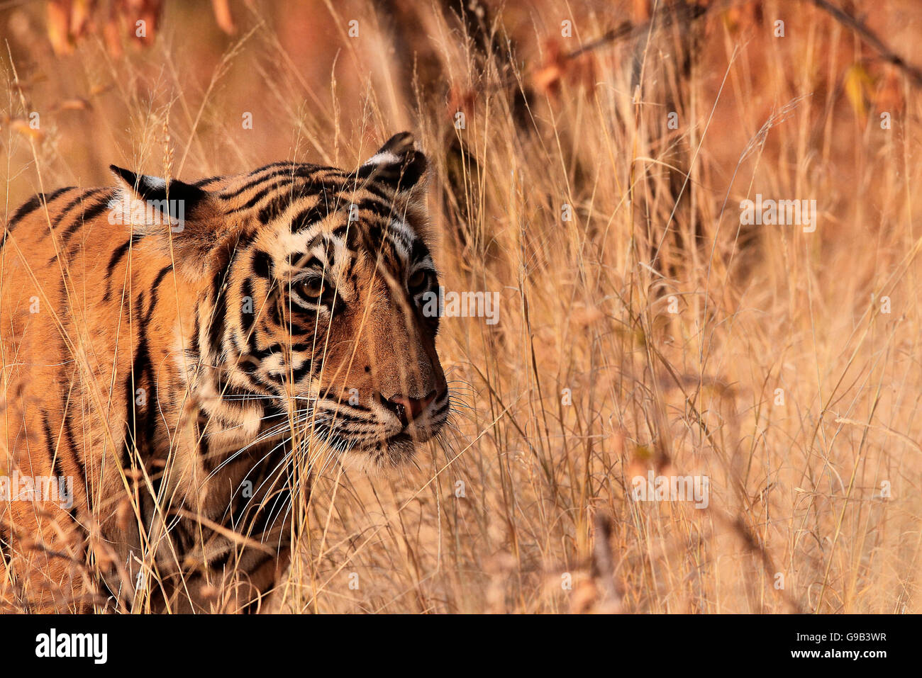 Portrait of royal bengal tiger hi-res stock photography and images - Alamy